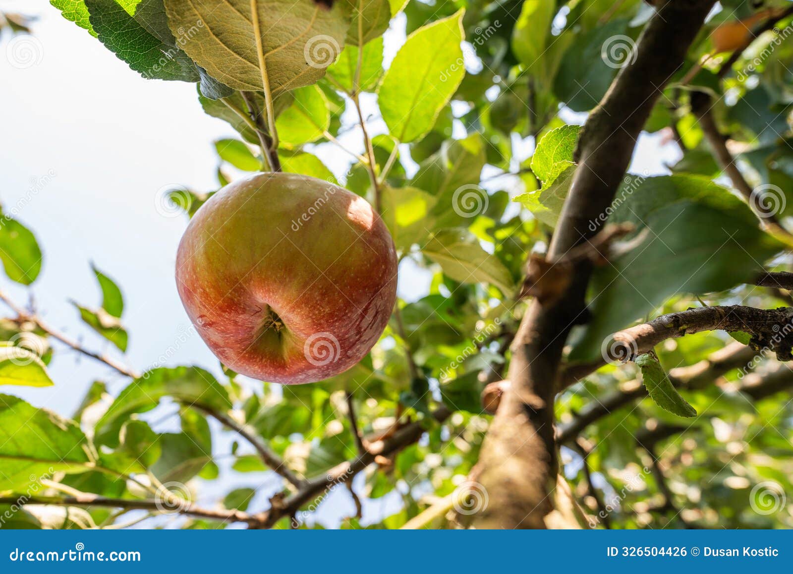 Red Apple in a Tree during Autumn Stock Photo - Image of autumn, branch ...