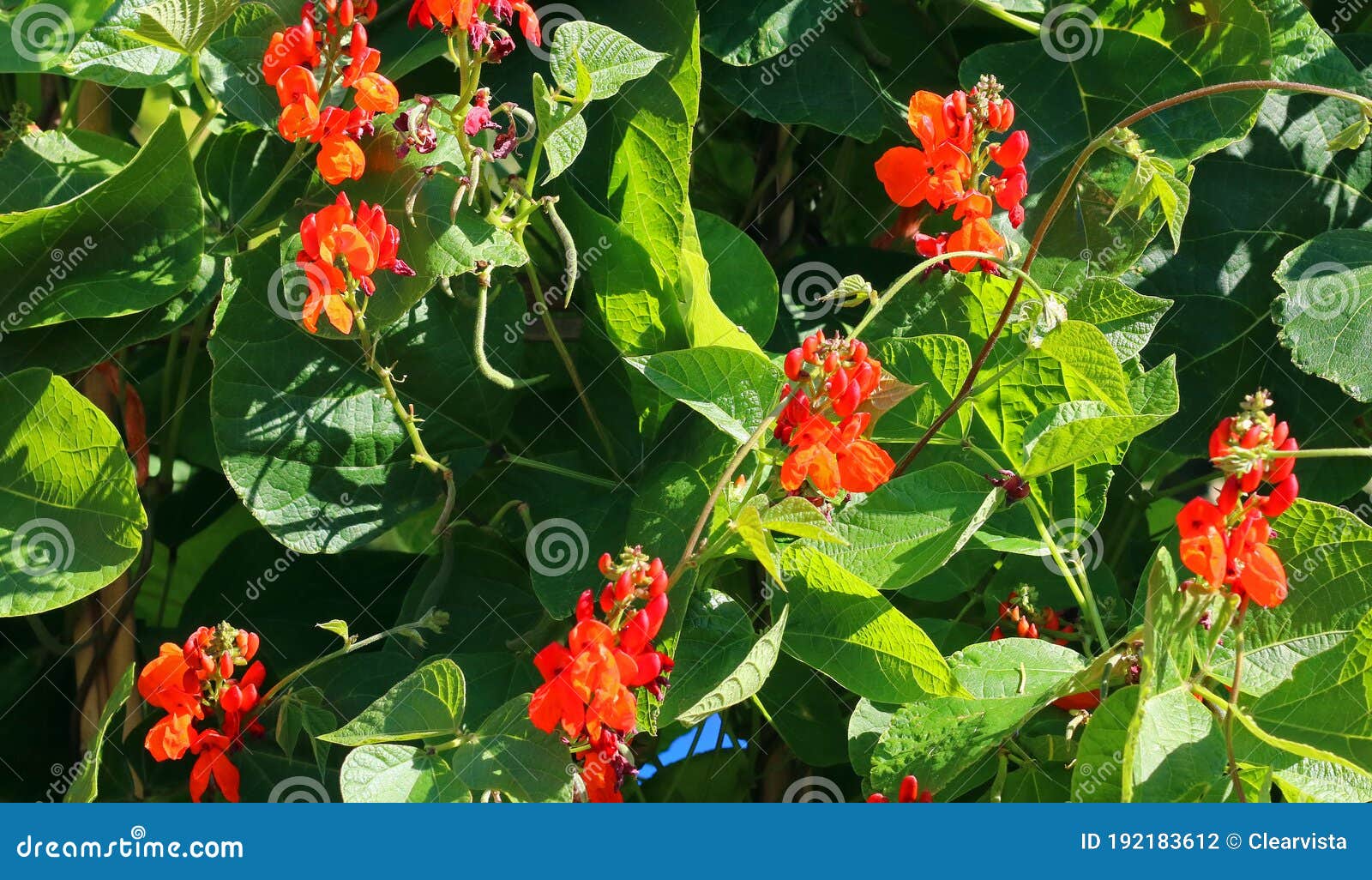 Close Up of Red Bean Flowers. Runner or Pole Beans. Stock Photo - Image ...