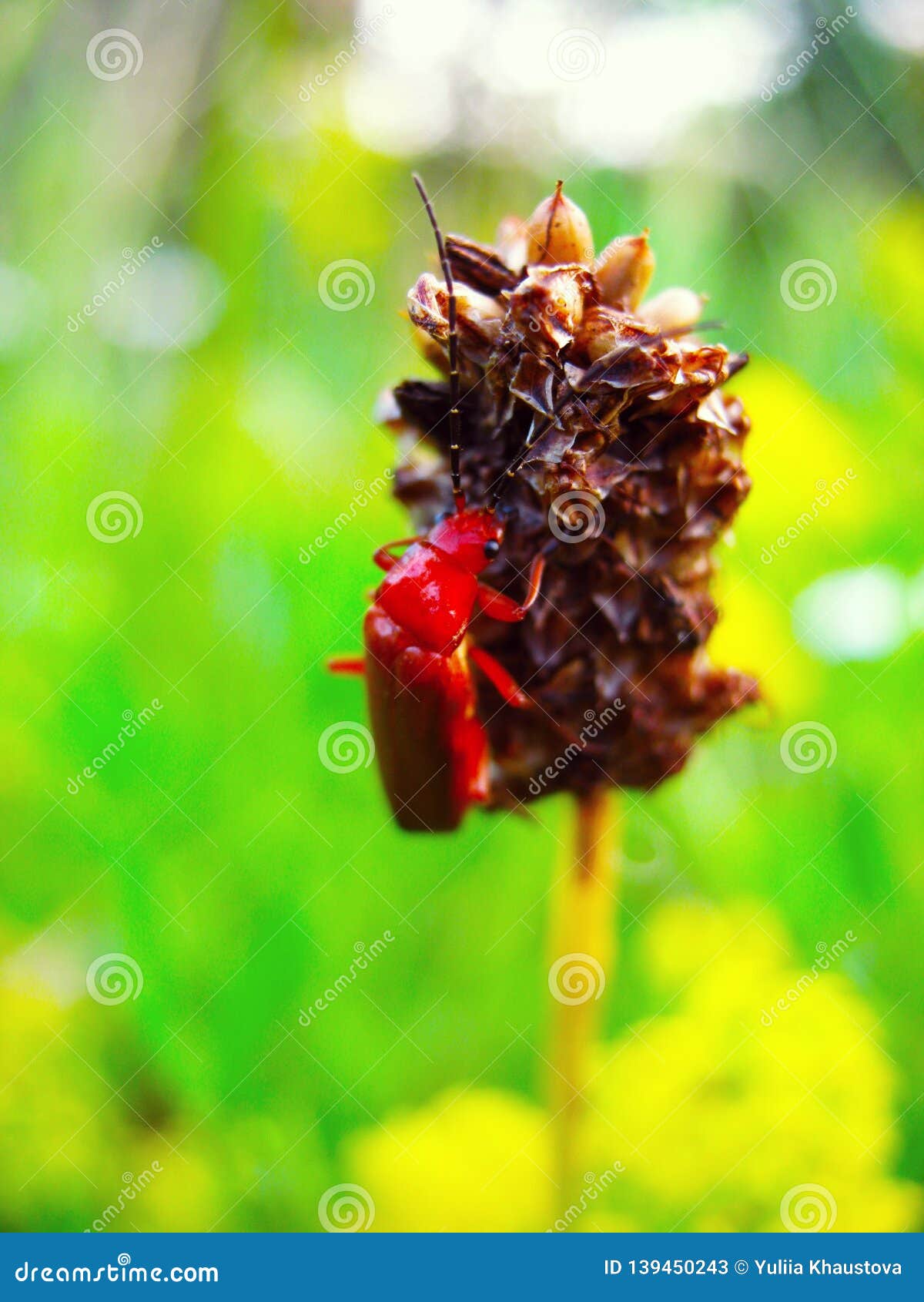 Red Beetle on a Dry Grass on the Field Stock Image - Image of ...