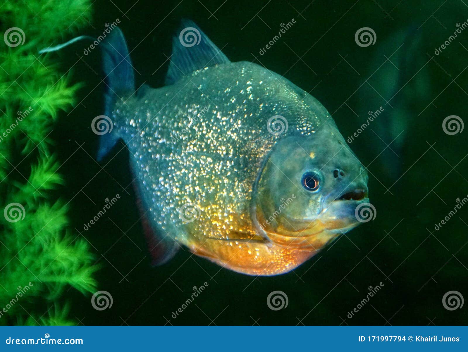 Close Up of a Red-bellied Piranha Inside an Aquarium Stock Photo ...
