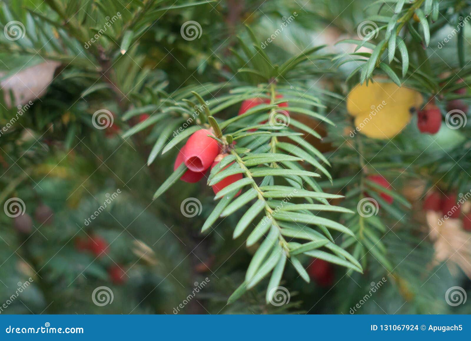 Closeup of Red Berry-like Seed Cone of Yew Stock Photo - Image of ...