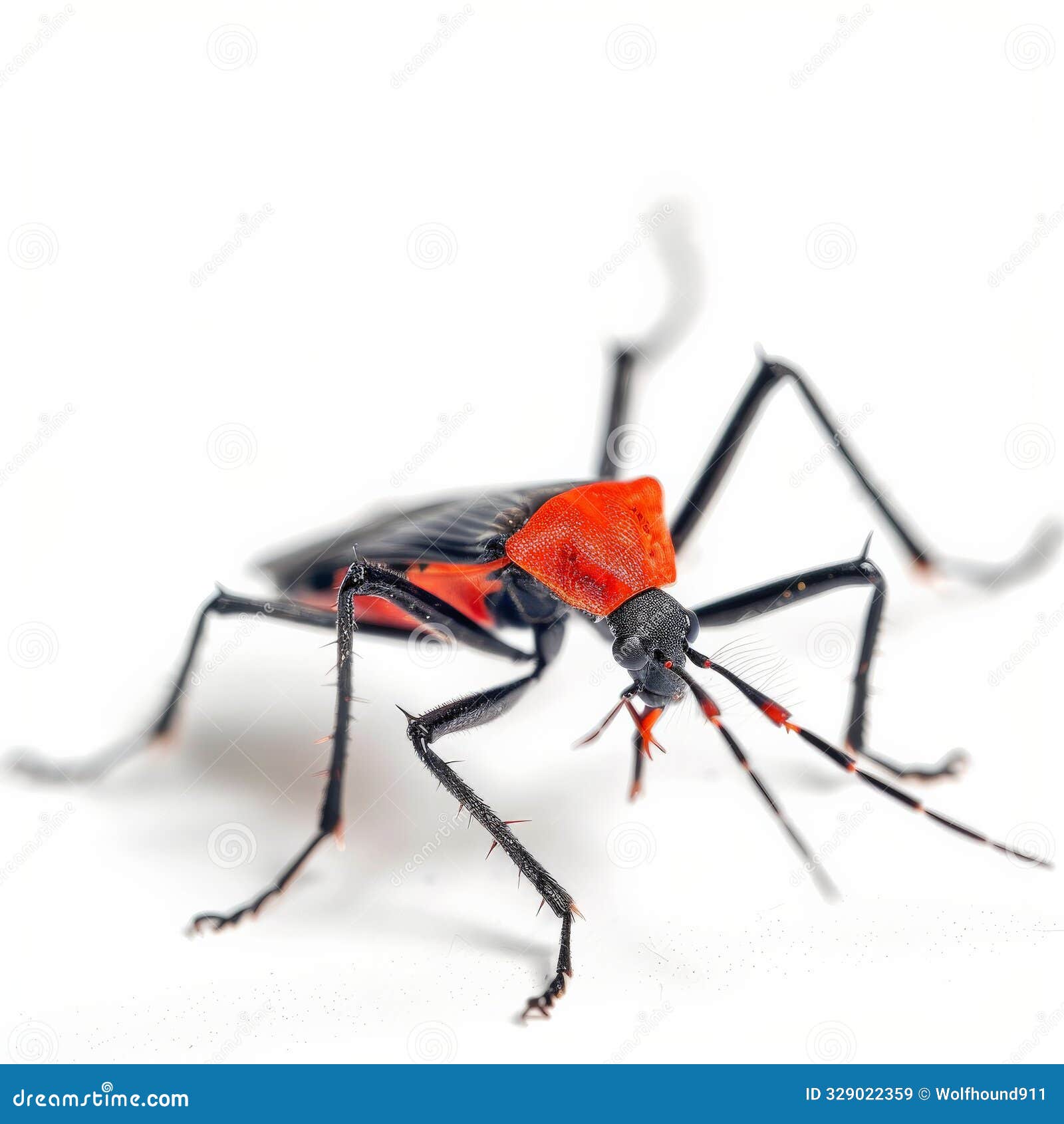 A Close-up of a Red and Black Assassin Bug, Isolated on White ...