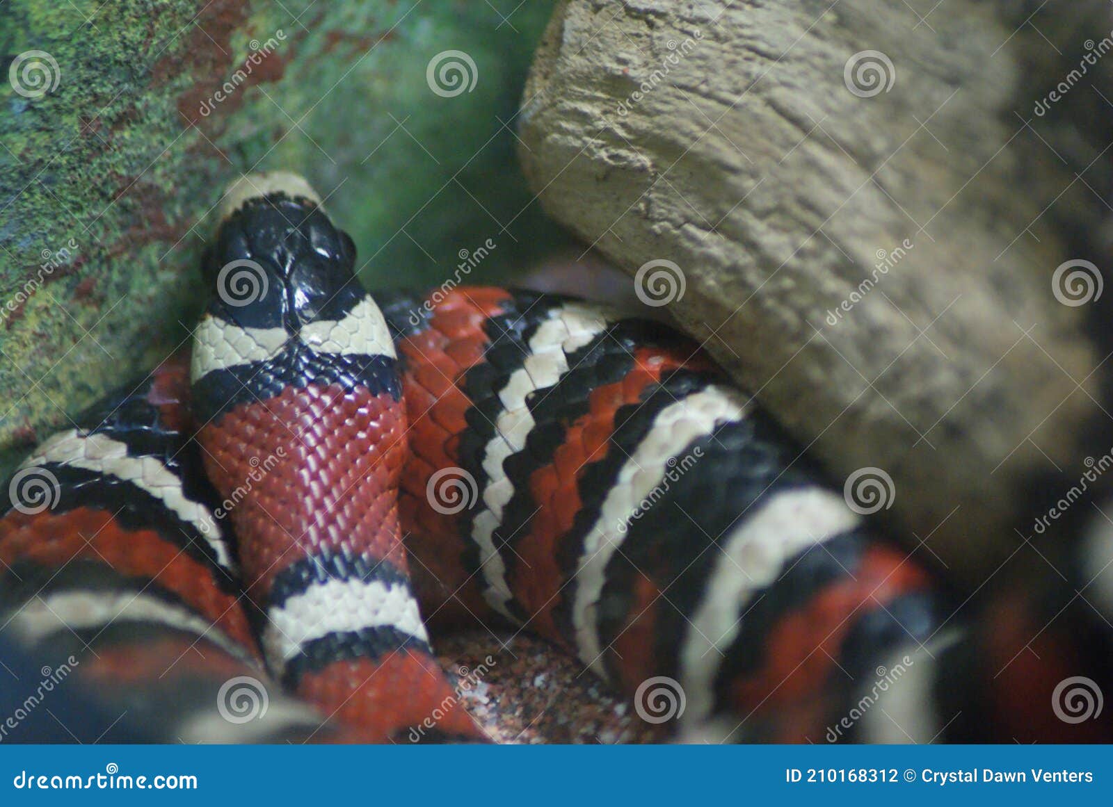 Red Black and White Snake stock photo. Image of reptile - 210168312