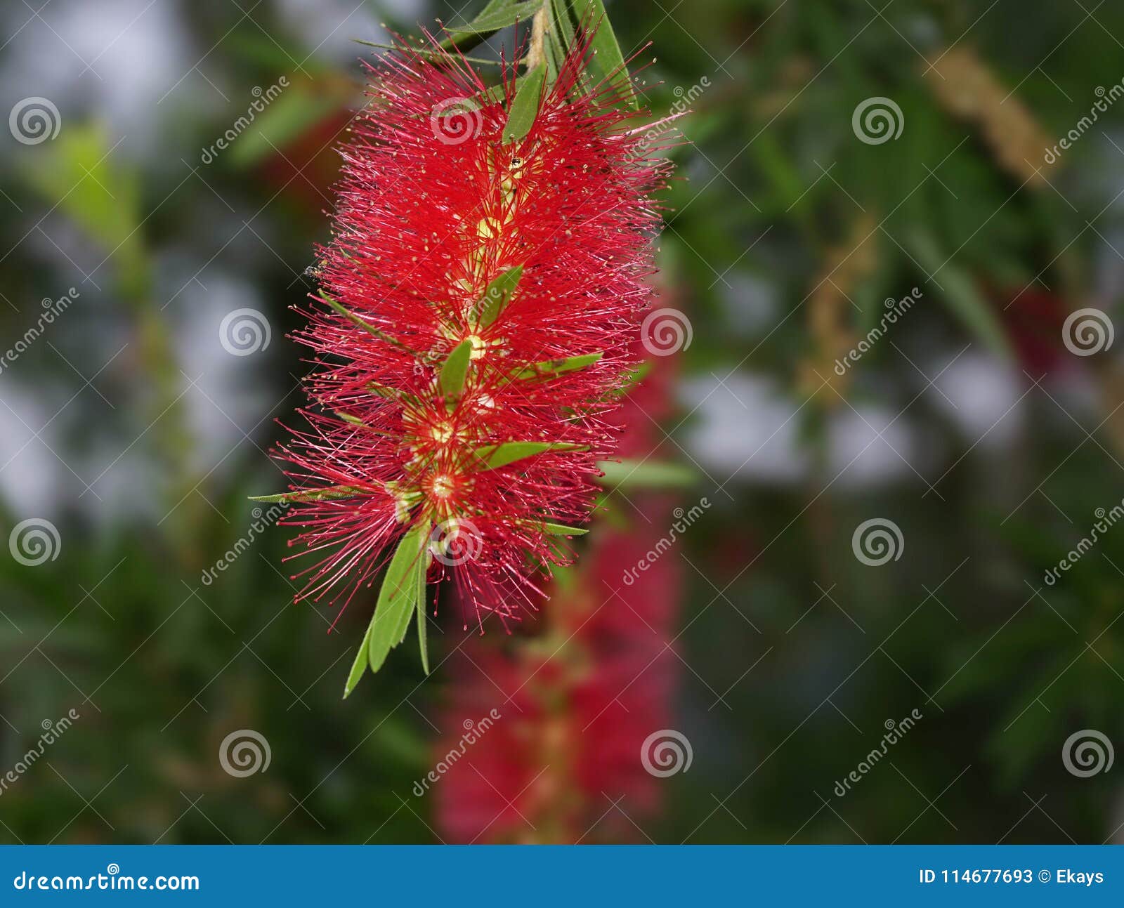 Close Up of Red Bottle Brush Flower Stock Image - Image of bottle ...