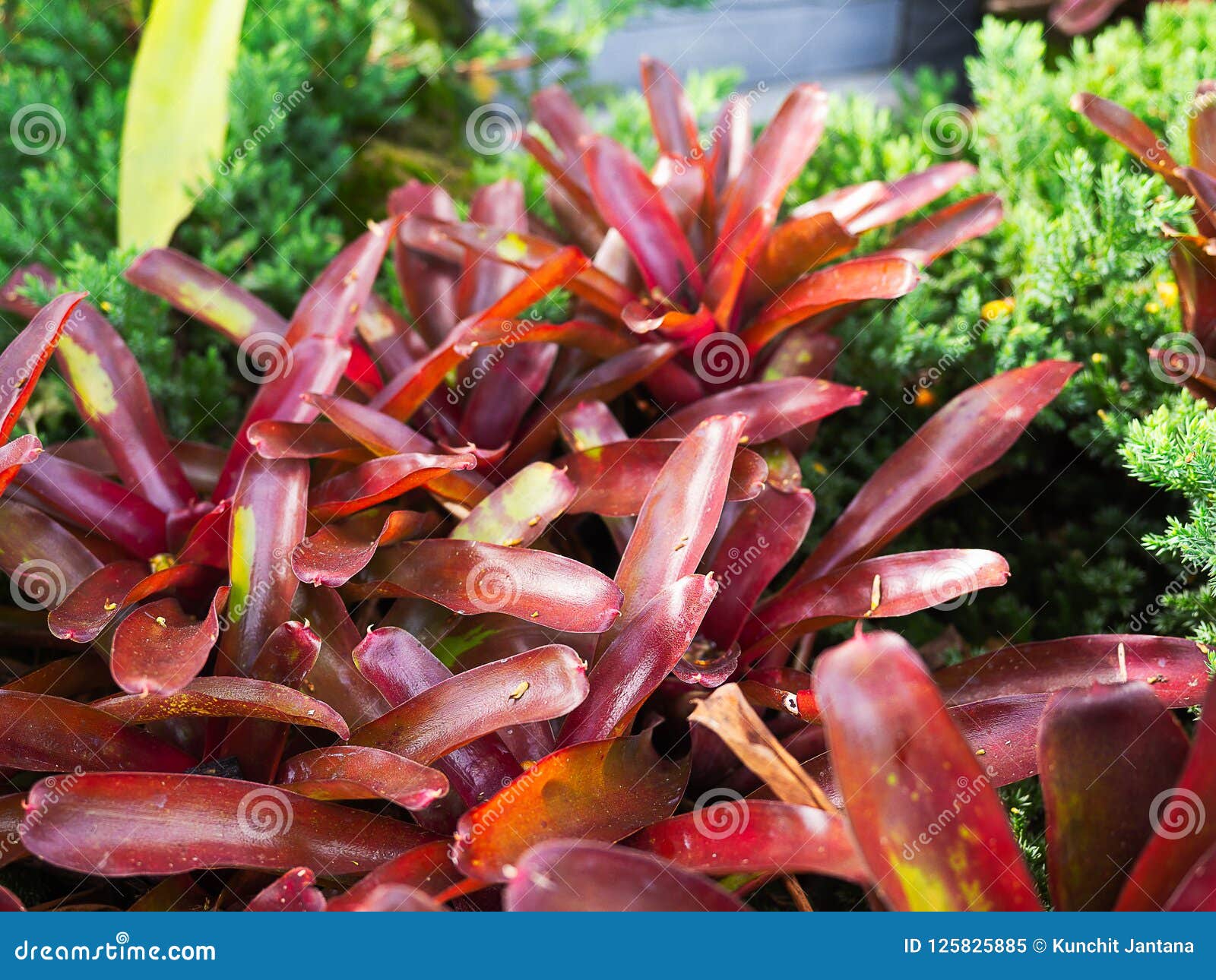 Close Up Red Bromeliad Bromeliaceae Stock Image Image Of Flower Foliage 125825885