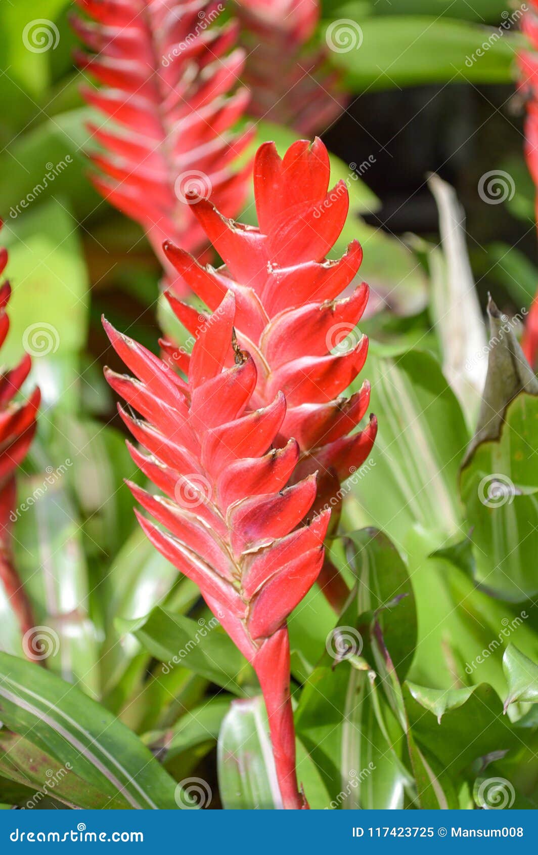 Red Bromeliad Flower in Nature Garden Stock Image - Image of leaf ...