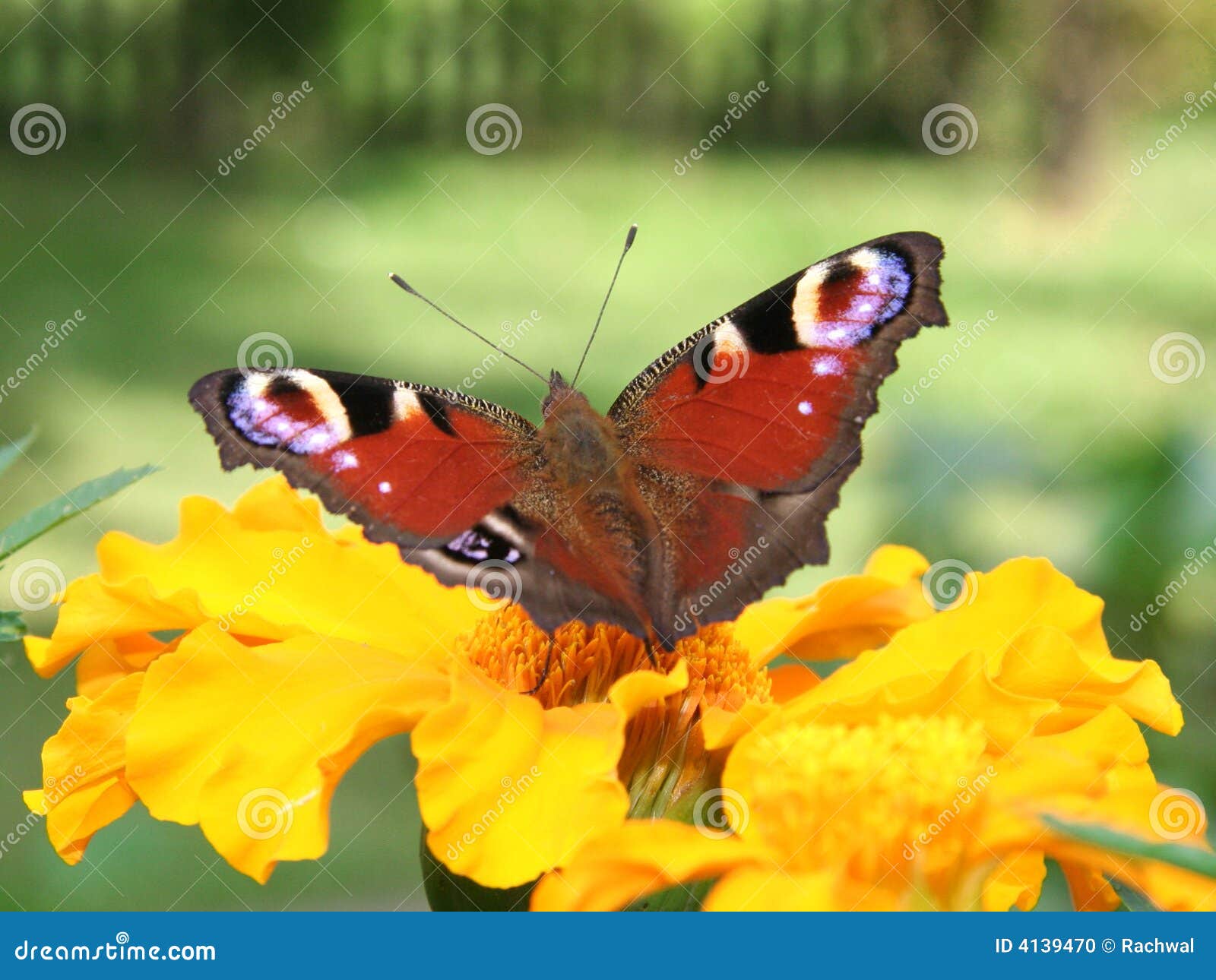 Close-up of a Red Butterfly Stock Photo - Image of green, leaf: 4139470