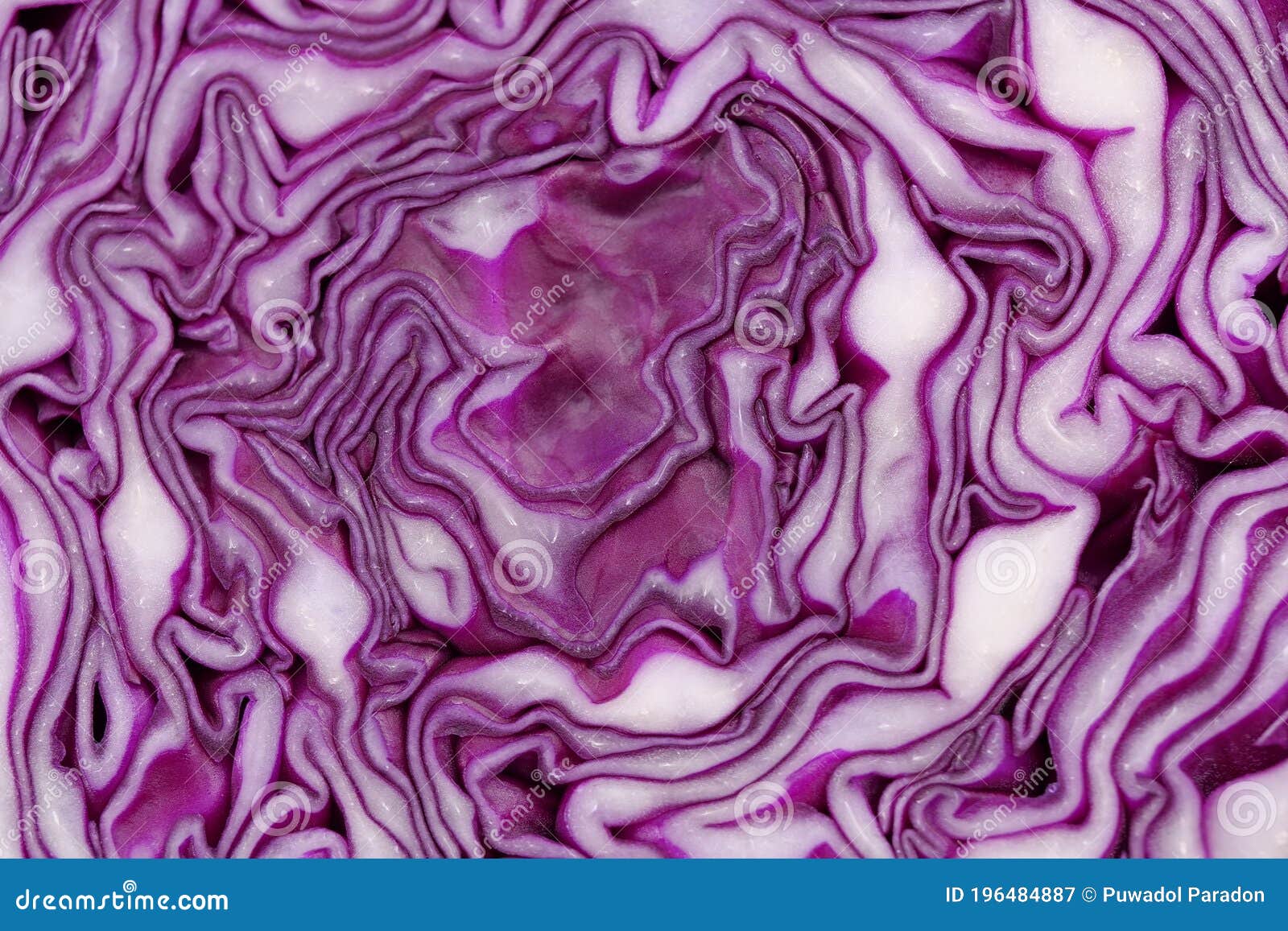 Close-up of Red Cabbage Texture Stock Image - Image of pattern, fresh ...
