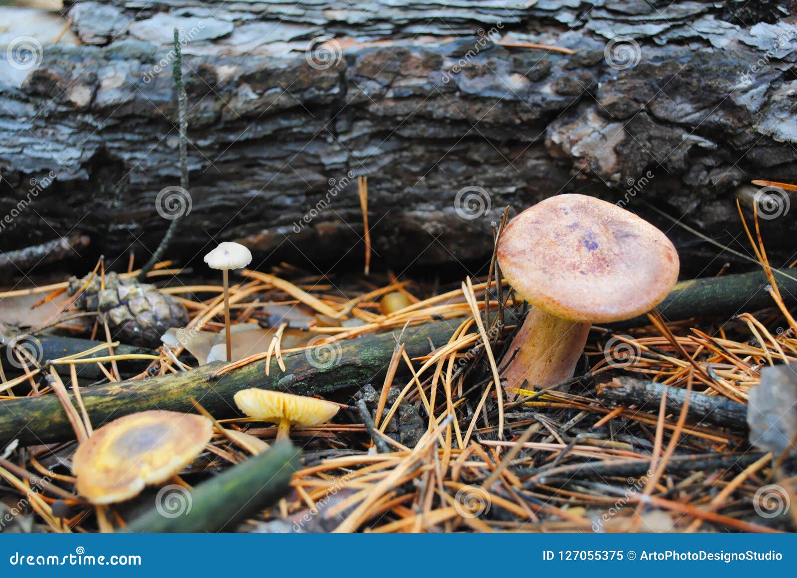 Close-up Red-capped Mushroom Near Rough Bark of Pine Tree Stock Image ...