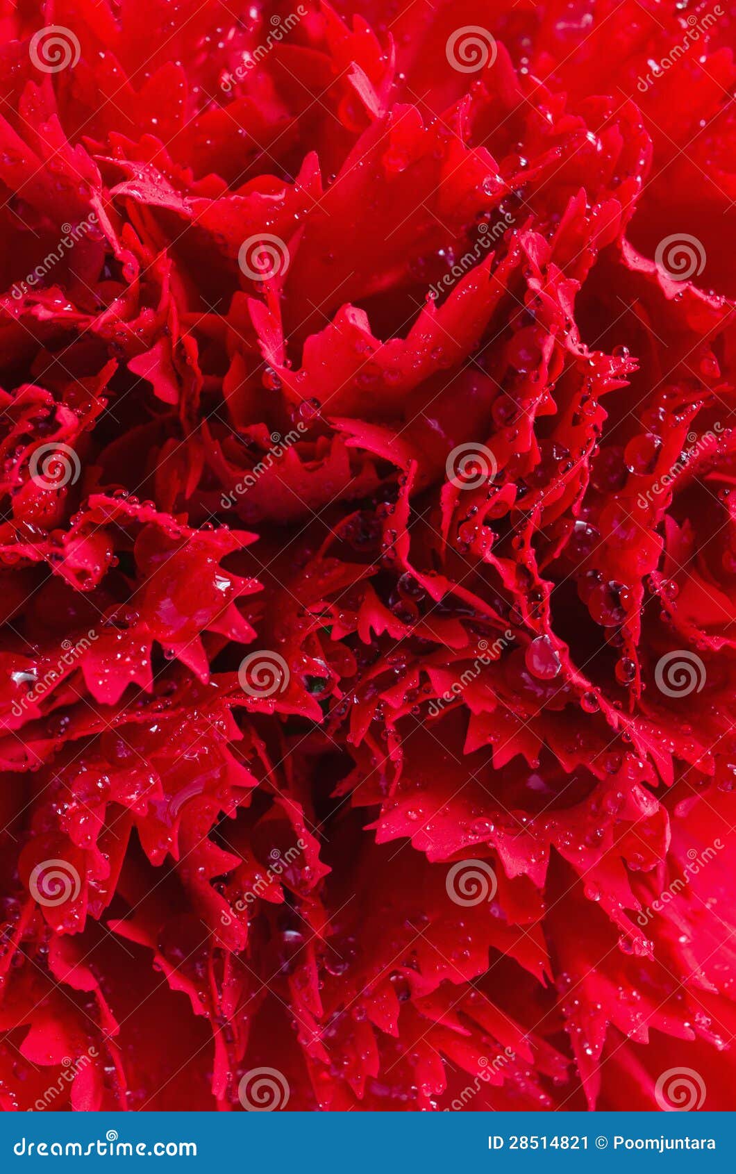 Close up red carnation stock image. Image of freshness - 28514821