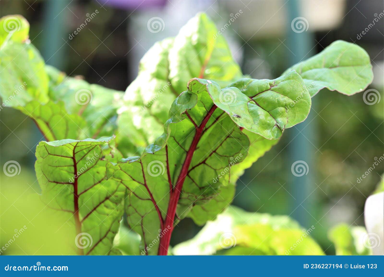 Close Up of Red Chard Leaves on a Terrace Stock Photo - Image of season ...