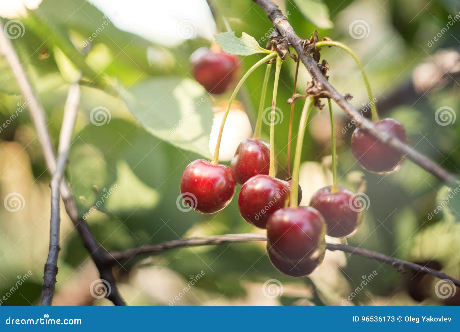 Close Up Red Cherry Grow on Tree Stock Image - Image of healthy, nature ...