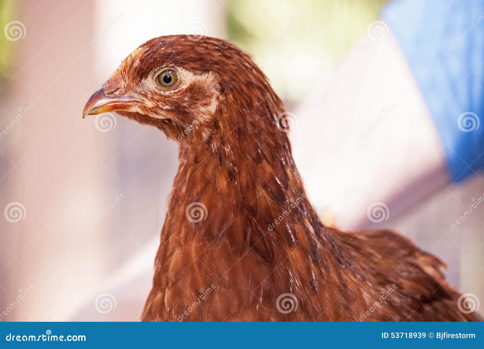 Close Up of Red Chick stock image. Image of feathers - 53718939