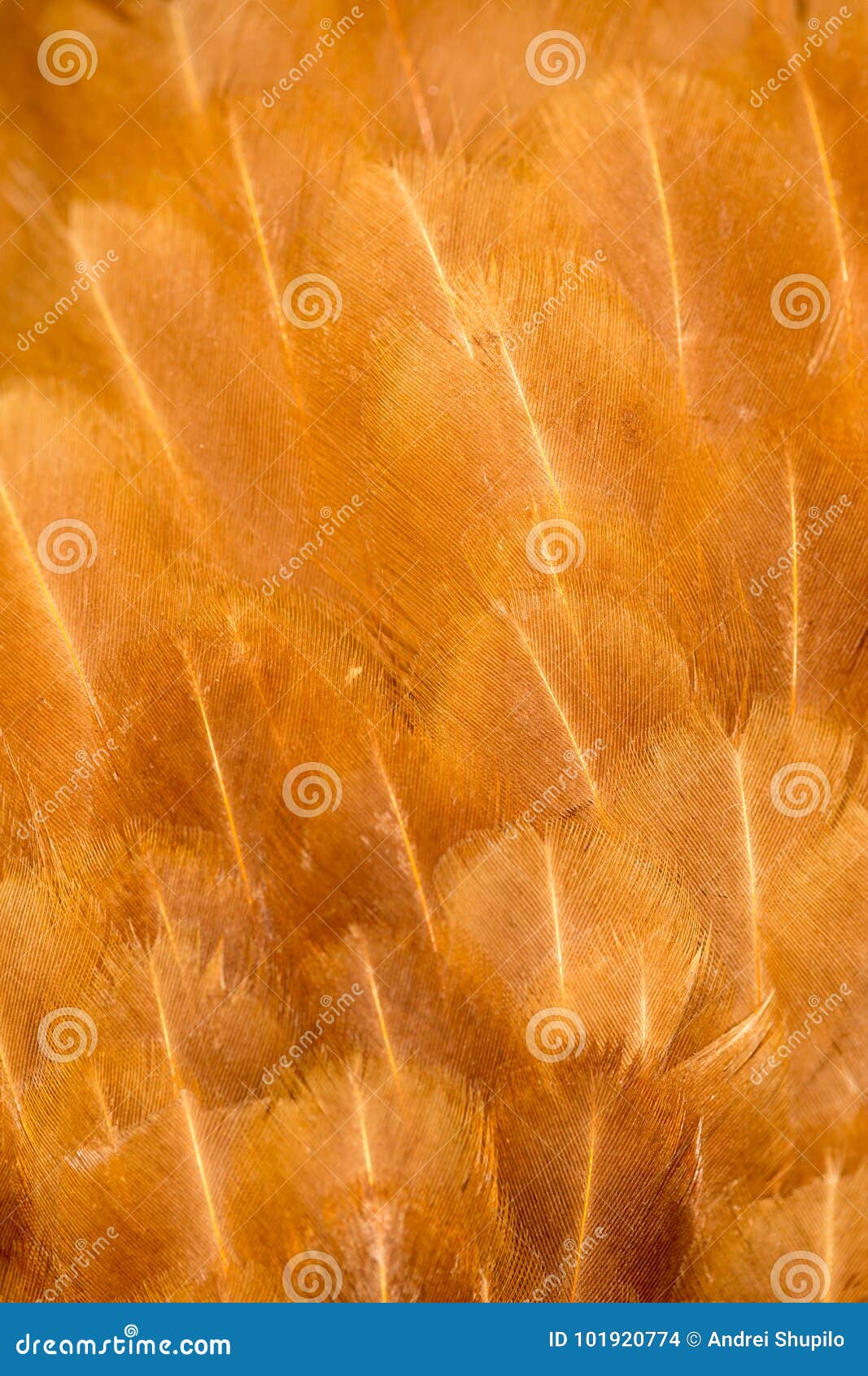 A Close-up of Red Chicken Feathers Stock Photo - Image of fowl, macro ...