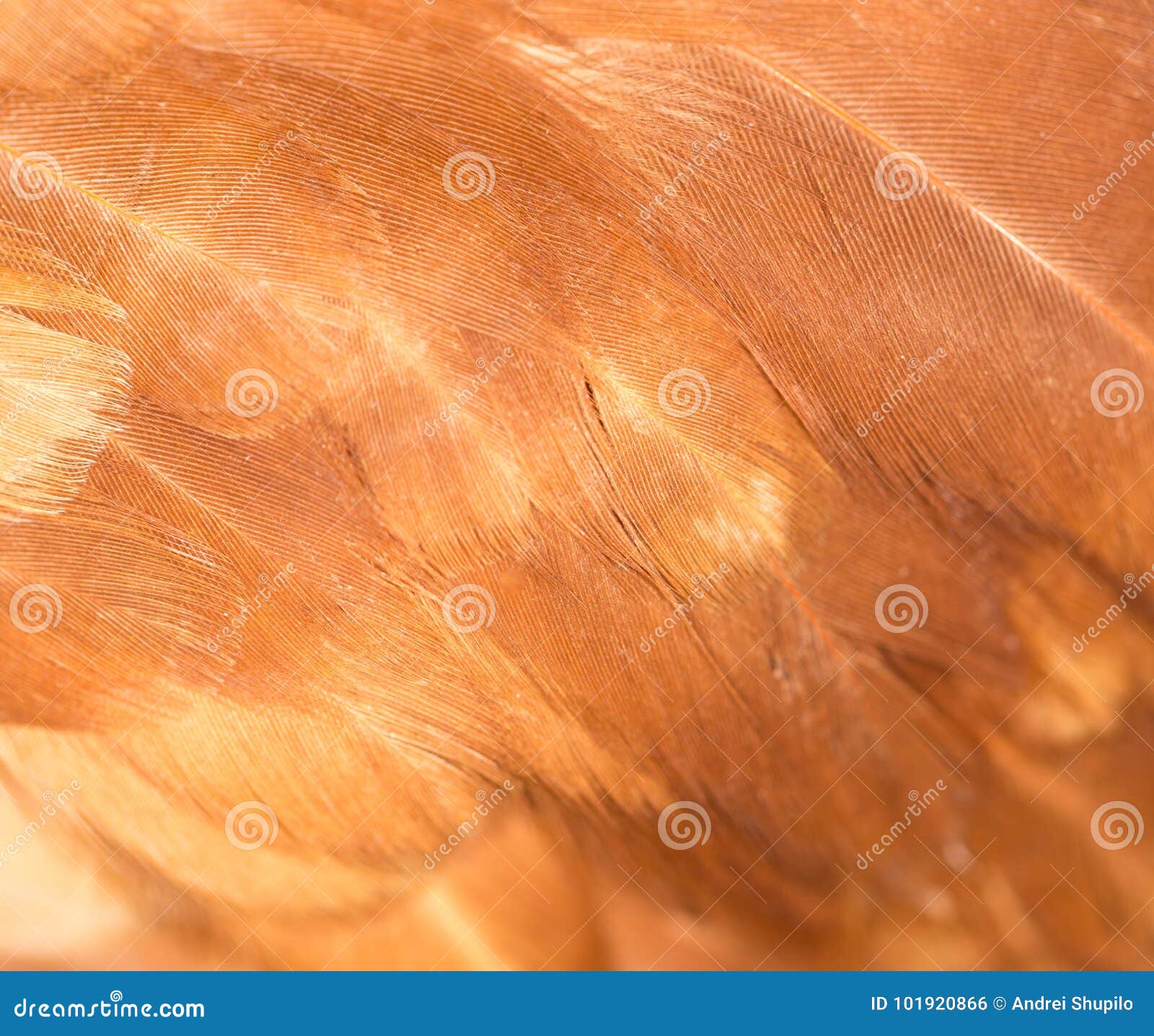 A Close-up of Red Chicken Feathers Stock Photo - Image of fowl ...