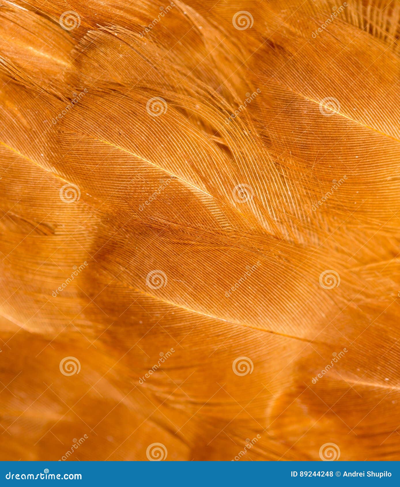 A Close-up of Red Chicken Feathers Stock Photo - Image of texture ...