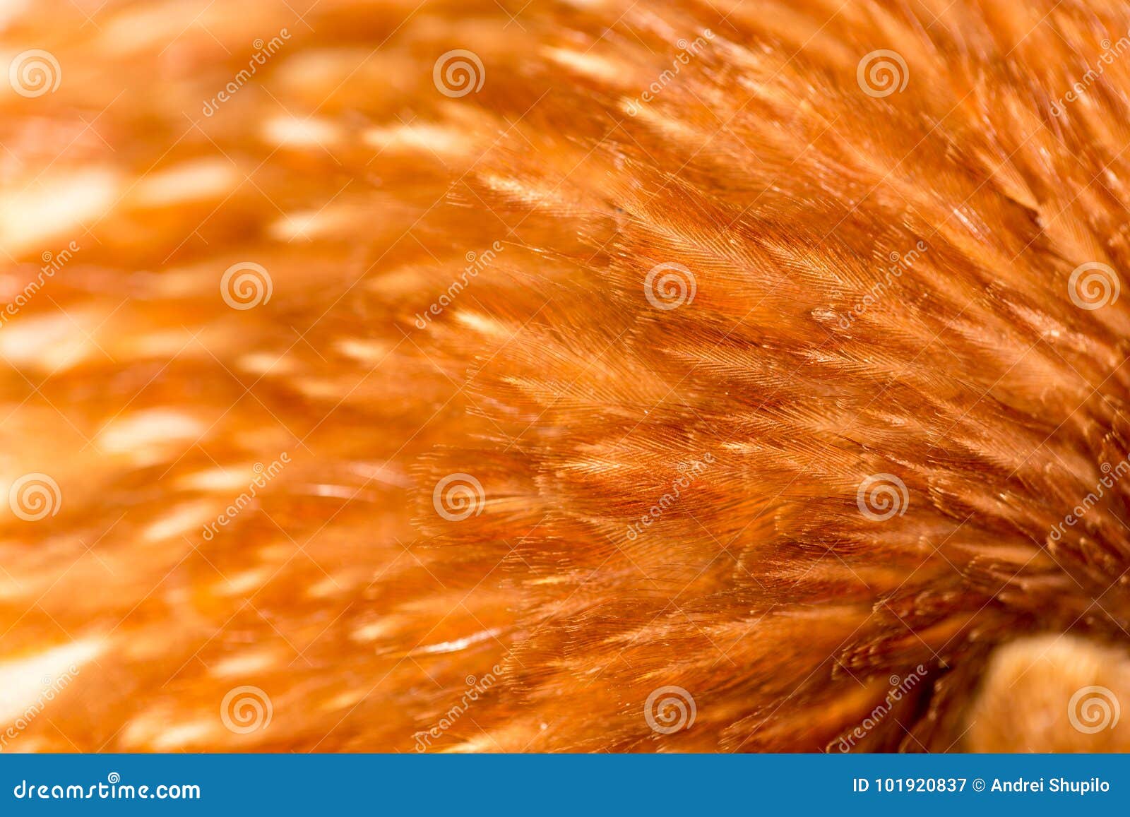A Close-up of Red Chicken Feathers Stock Image - Image of bird, fluffy ...