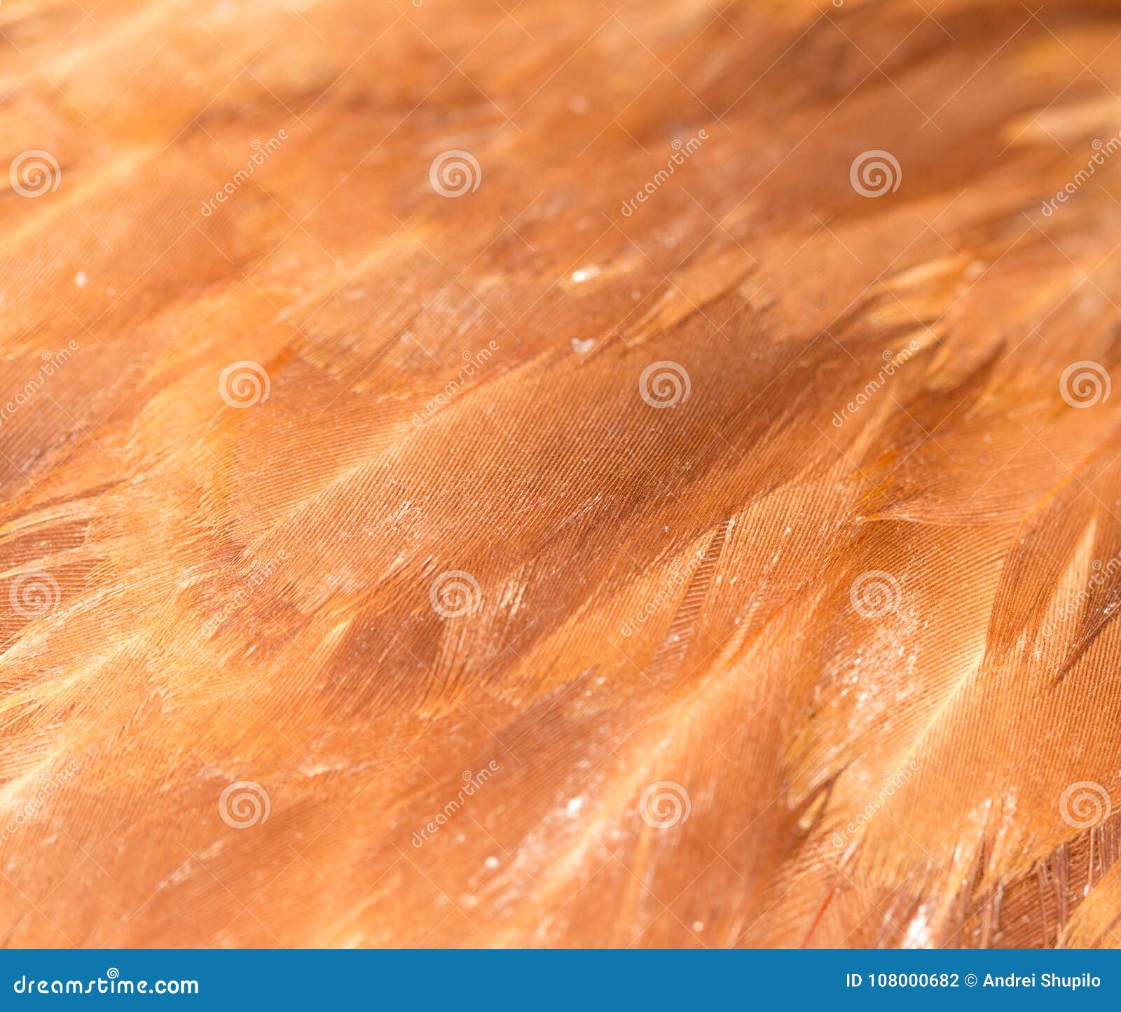 A Close-up of Red Chicken Feathers Stock Photo - Image of domestic ...
