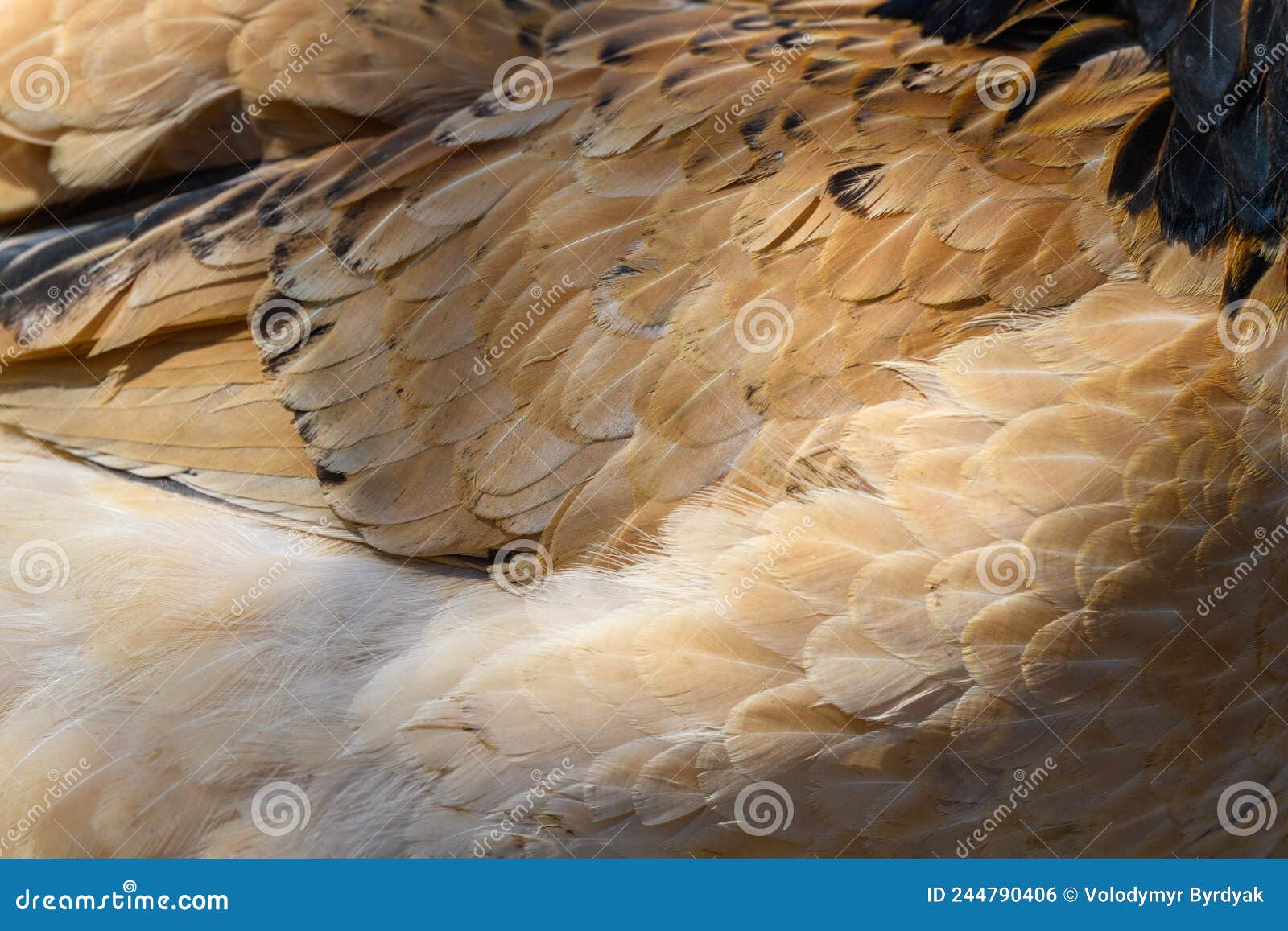 Close Up of Red Chicken Feathers Stock Photo - Image of close, color ...