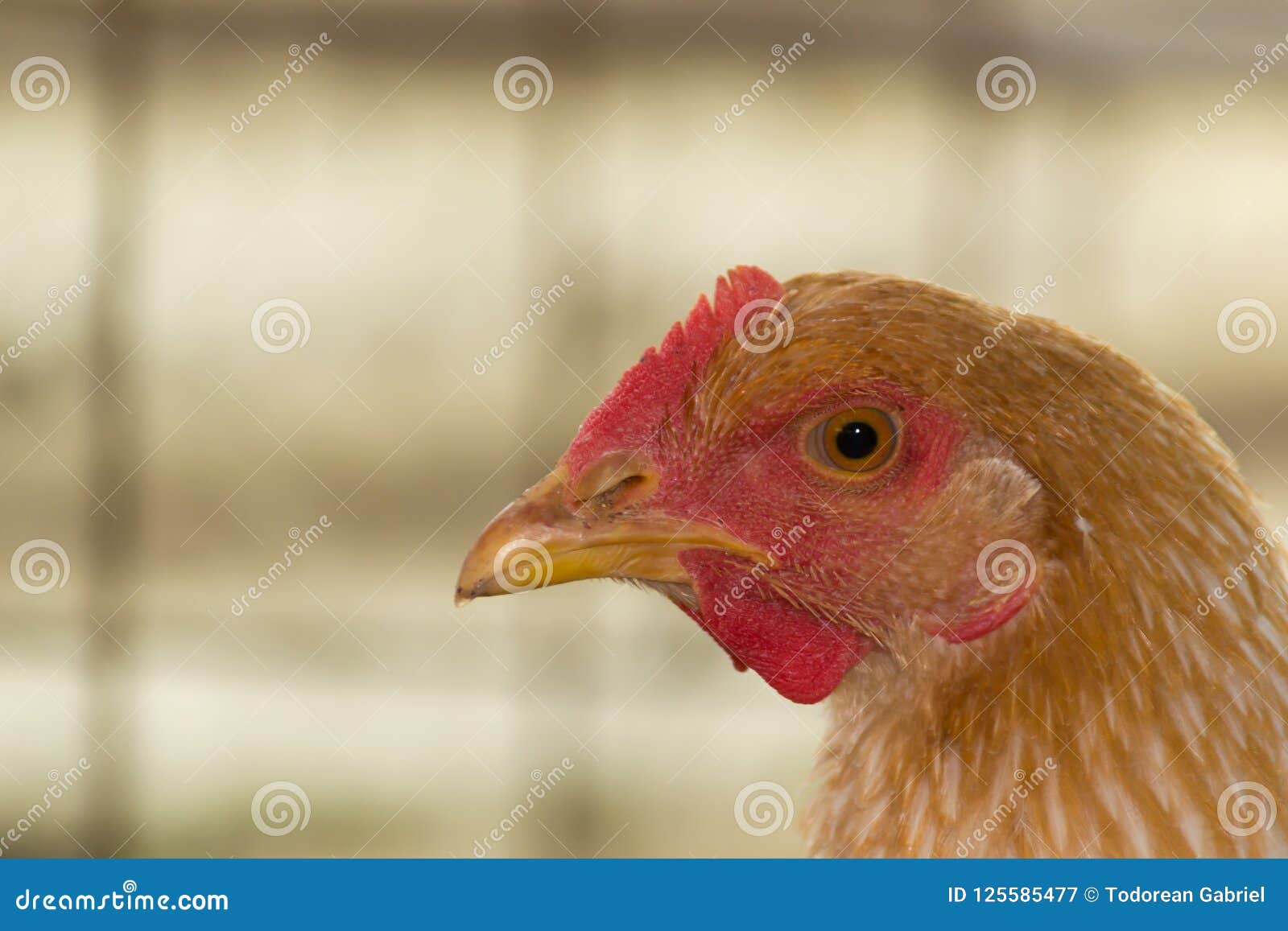 Close-up of Red Chicken Head Stock Image - Image of domestic, animals ...