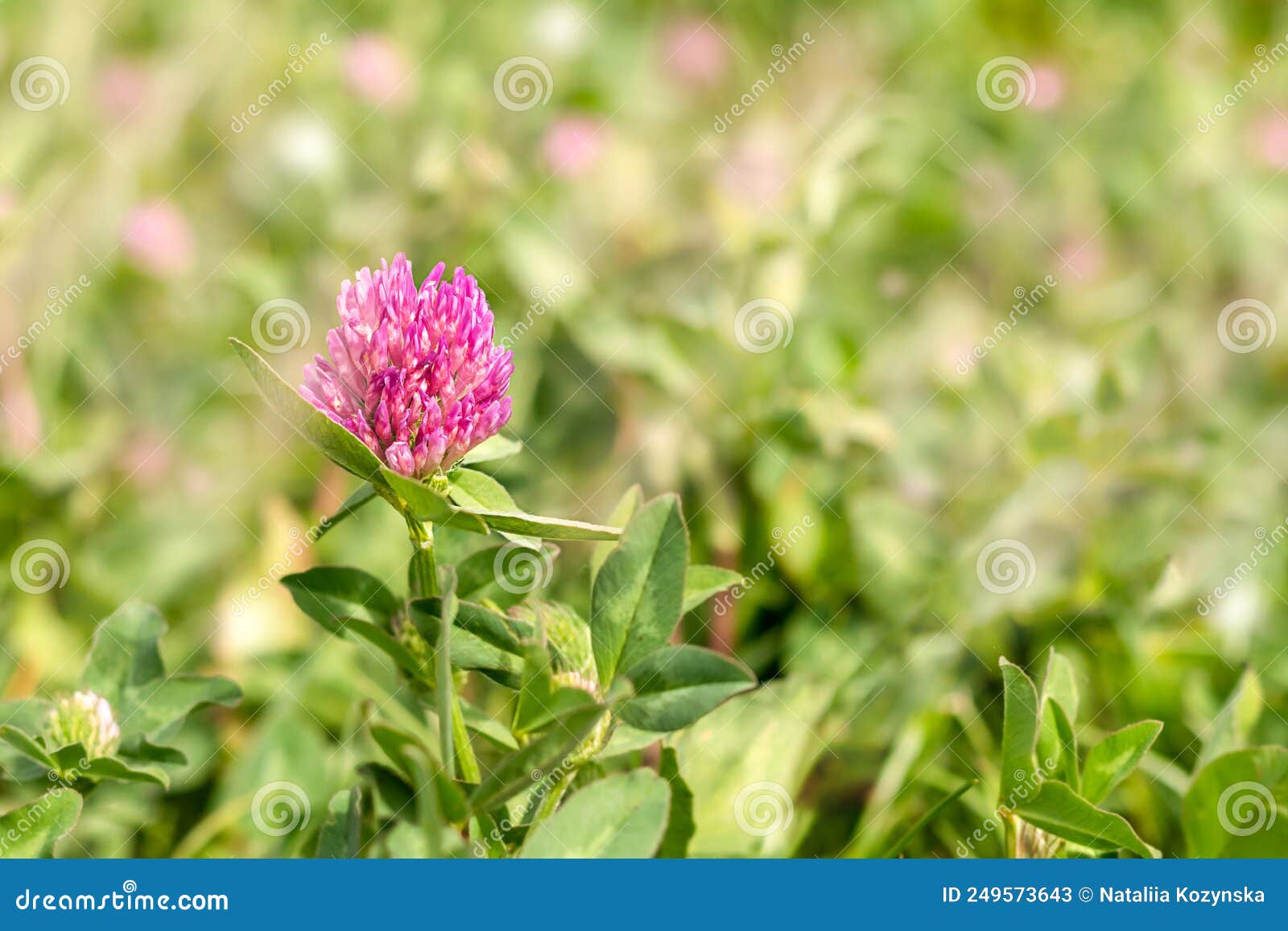 Close-up of Red Clover Illuminated by the Rays of the Sun Trifolium ...