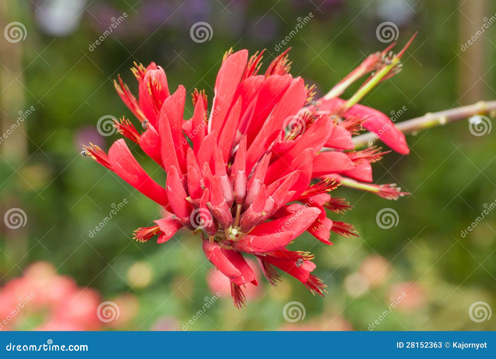 Red Cockspur Coral Tree Flower Or Erythrina Crita-galli Royalty-Free ...