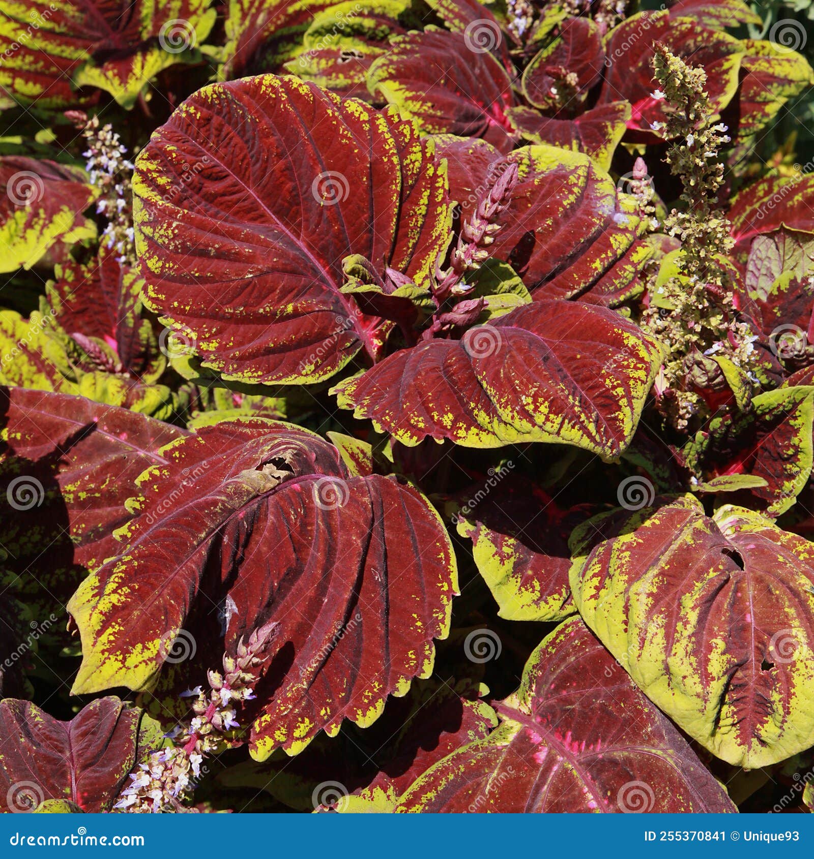 Close-up of Red Coleus Foliage Stock Image - Image of solenostemon ...