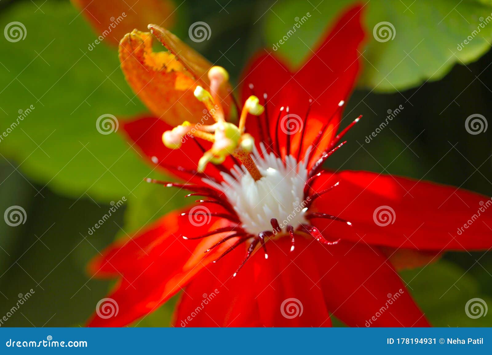 Close Up of Red Color Flower Stock Image - Image of detail, fresh ...