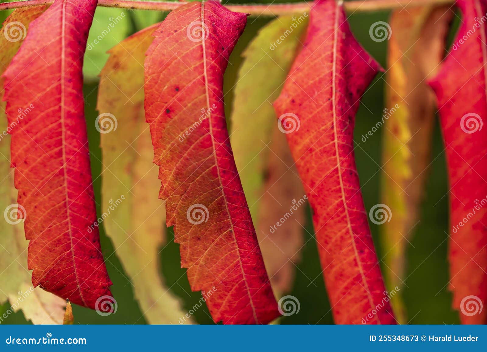 Red colored leaves stock image. Image of background - 255348673