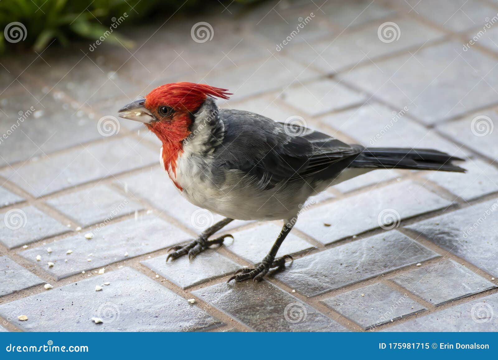 Close Up Red Crested Cardinal Bird Profile Stock Image - Image of ...