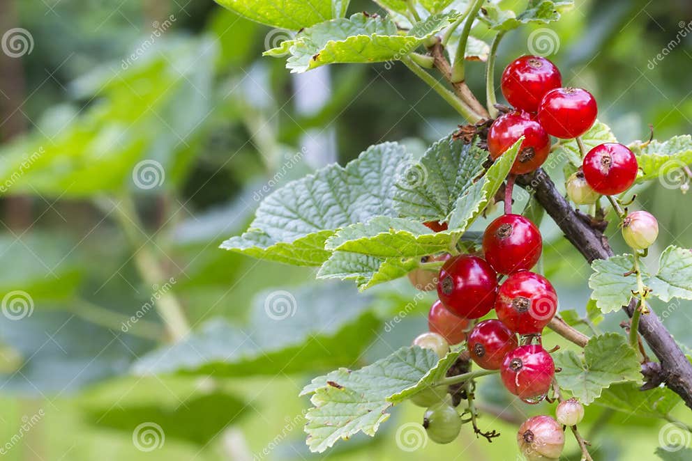 Close Up of Red Currant Fruits Stock Photo - Image of leaves, close ...