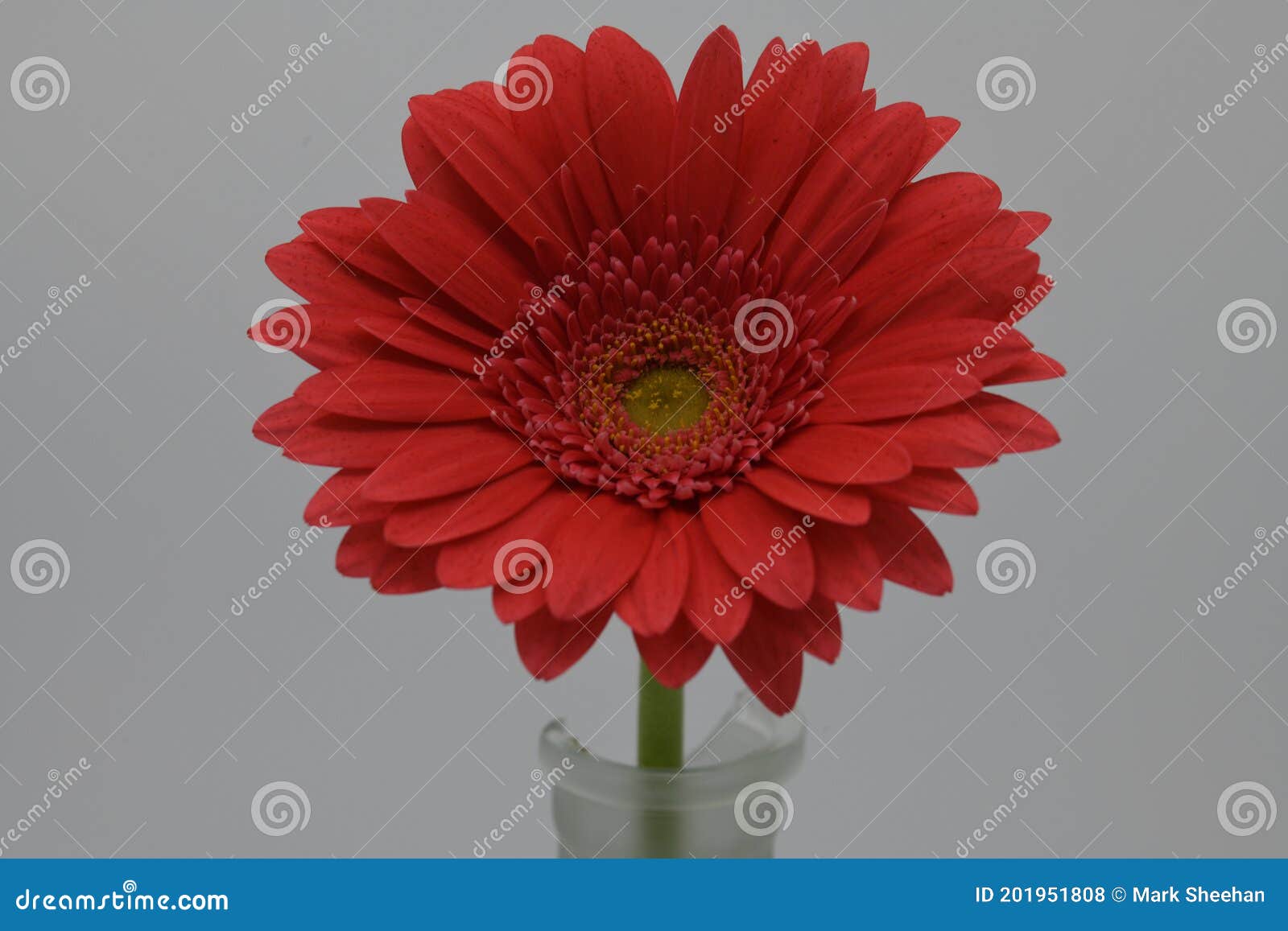 Red daisy stock photo. Image of growth, color, angiospermae - 201951808