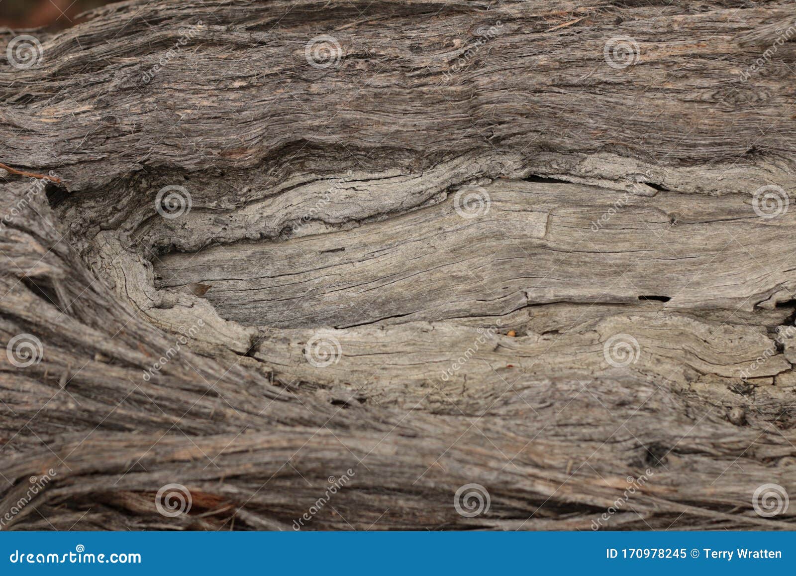 Close Up of the Red and Dark Colors and Textures of Native Australian ...