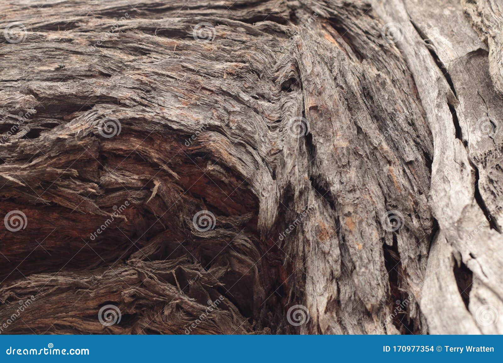 Close Up of the Red and Dark Colors and Textures of Native Australian ...