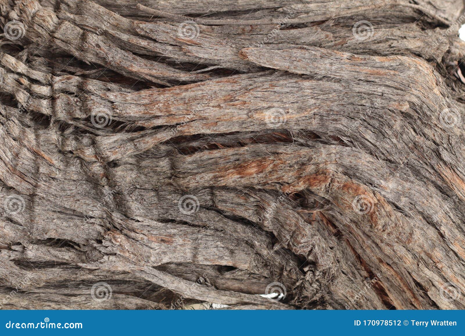 Close Up of the Red and Dark Colors and Textures of Native Australian ...