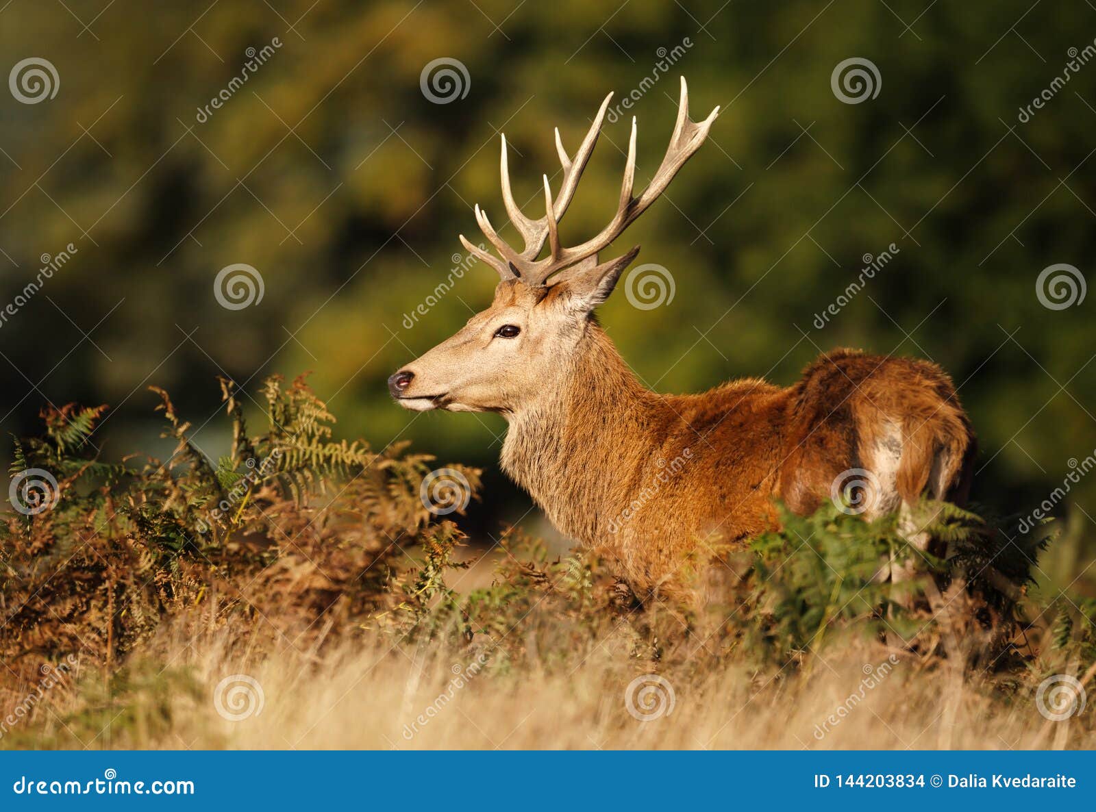 Close Up of a Red Deer in Autumn Stock Photo - Image of colorful ...
