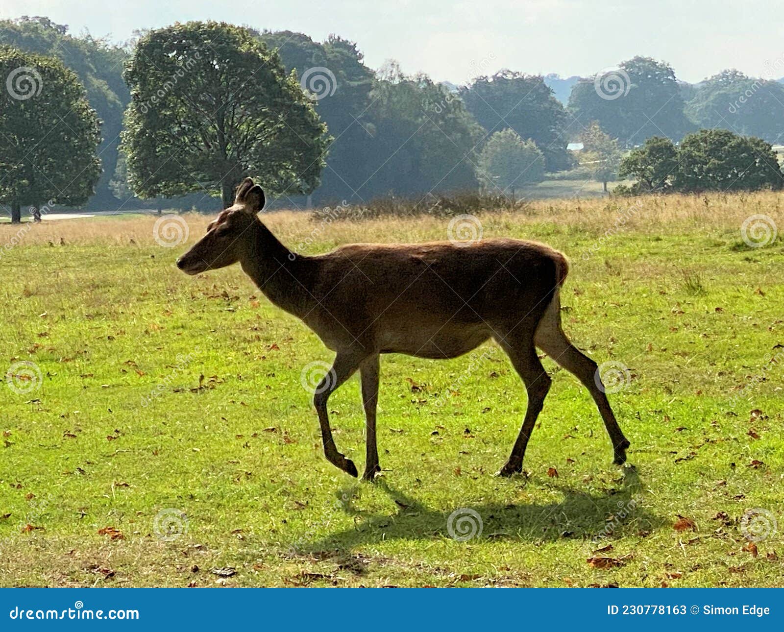 A Close Up of a Red Deer Doe Stock Image - Image of nature, view: 230778163