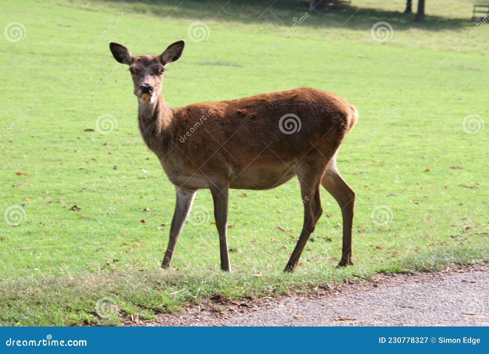 A Close Up of a Red Deer Doe Stock Image - Image of wildlife, herd ...