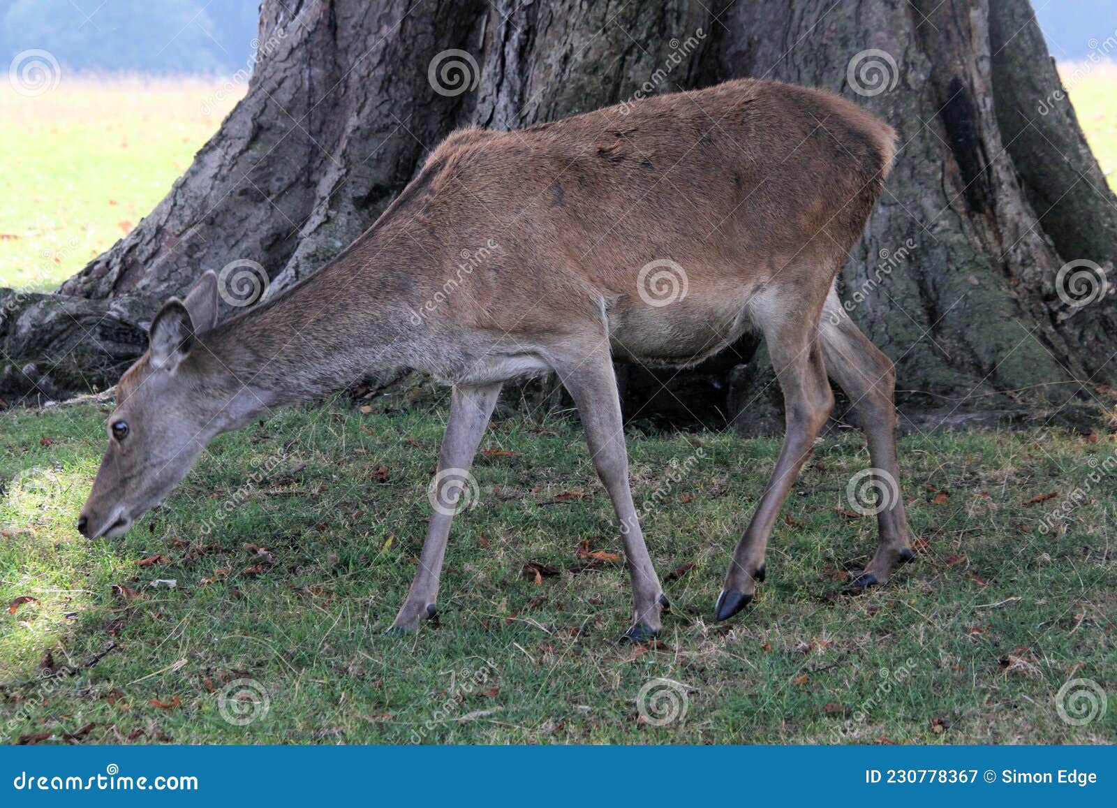 A Close Up of a Red Deer Doe Stock Image - Image of wildlife, outside ...
