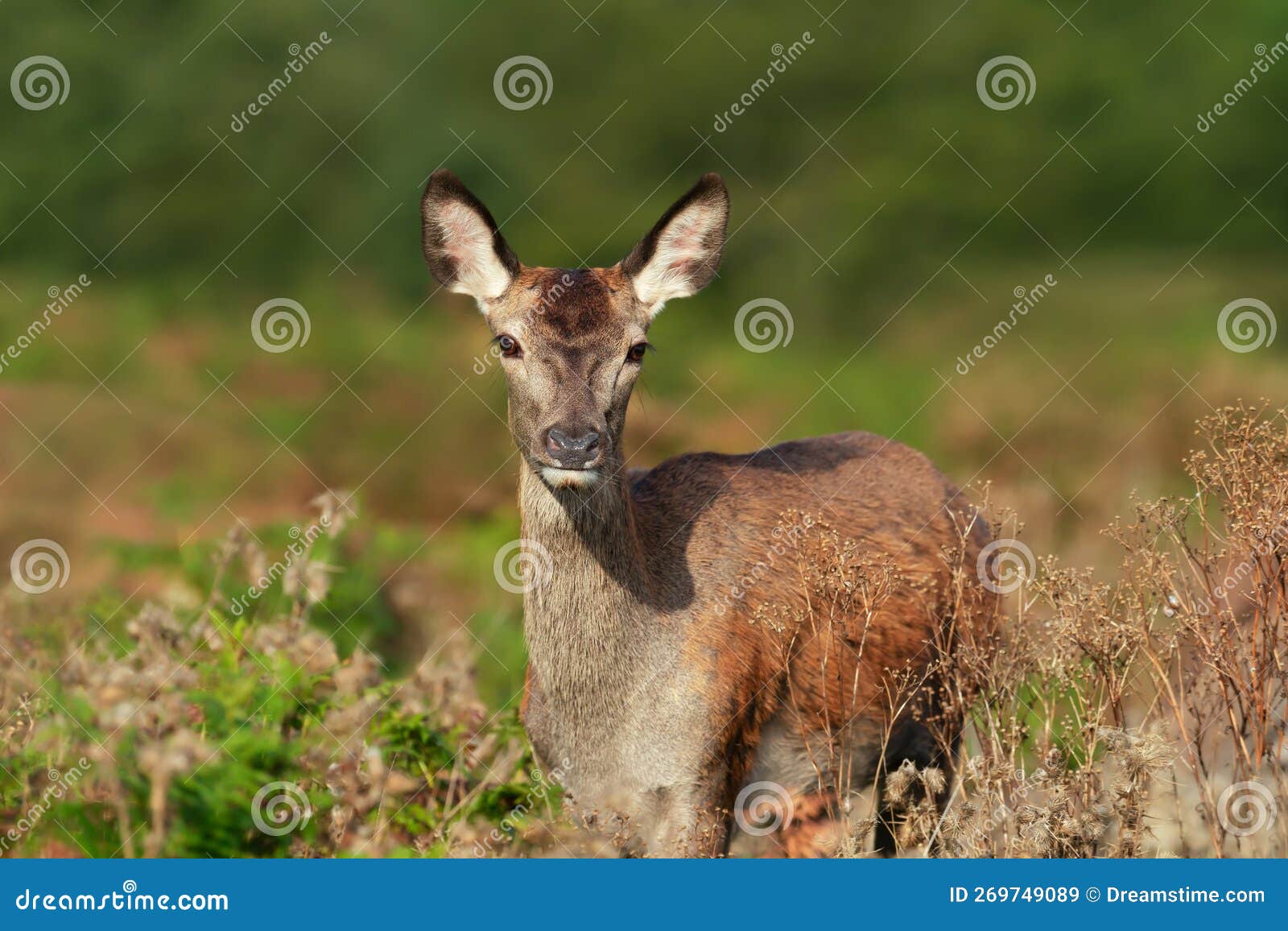 Close Up of a Red Deer Hind Standing in Grass Stock Image - Image of ...