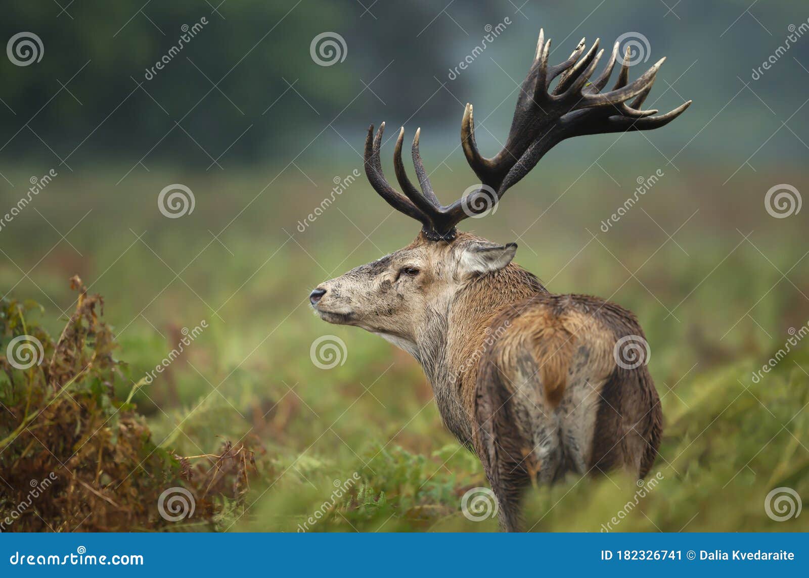 Close-up of Red Deer Stag in Autumn Stock Image - Image of meadow ...