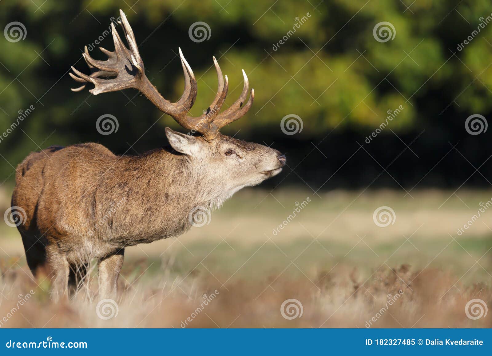 Close-up of a Red Deer Stag in Autumn Stock Image - Image of brown ...