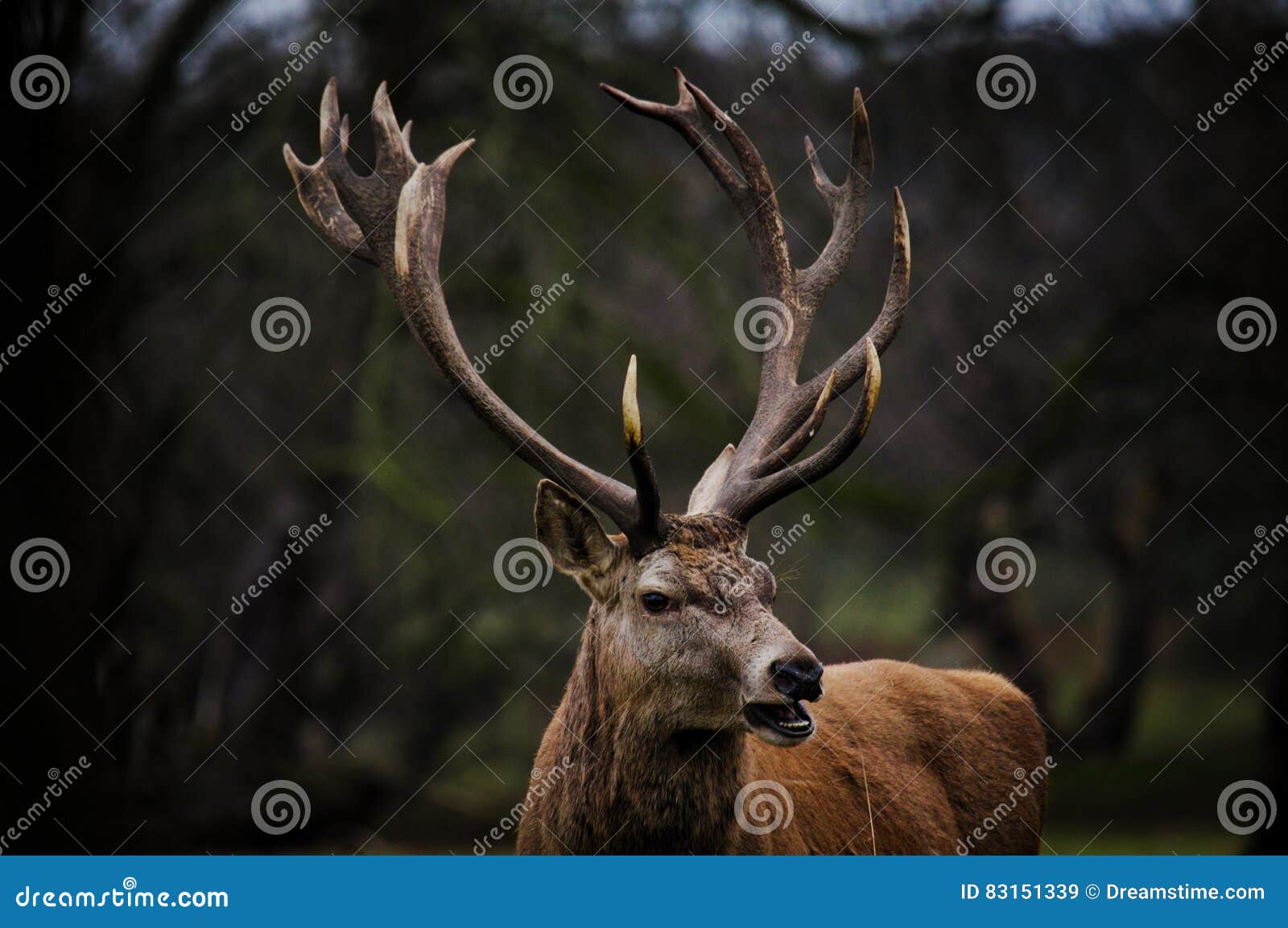 Close up of red deer stag stock image. Image of calke - 83151339