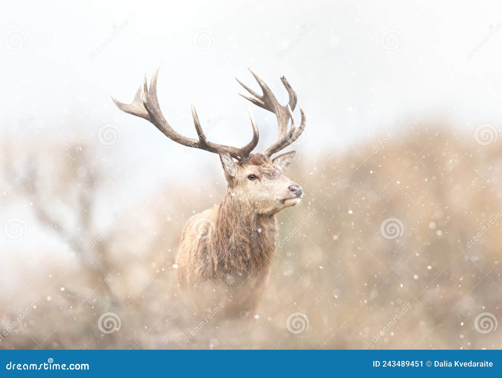 Close Up of a Red Deer Stag in the Falling Snow Stock Image - Image of ...