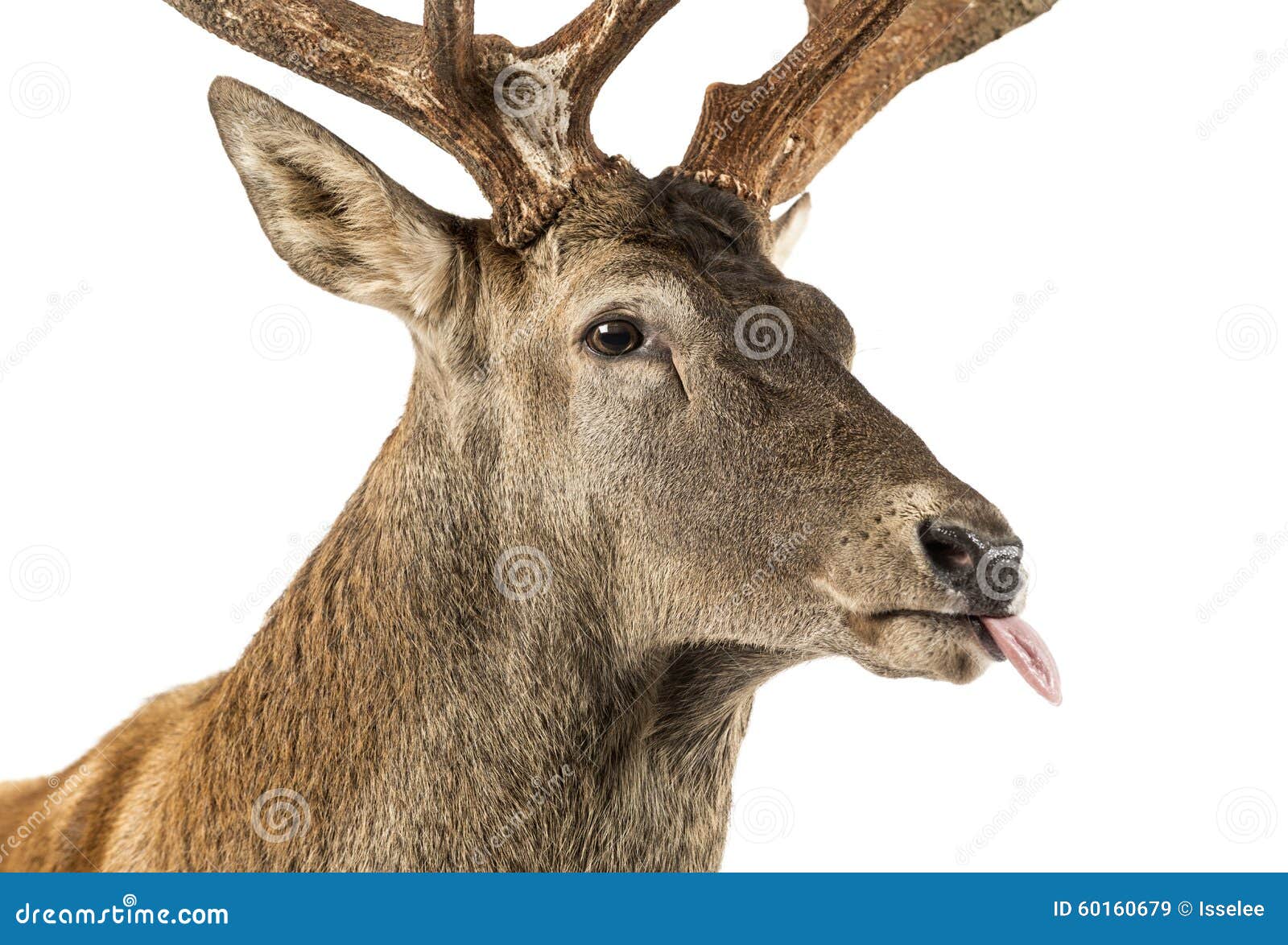 Close-up of a Red Deer Stag Stock Image - Image of people, shot: 60160679