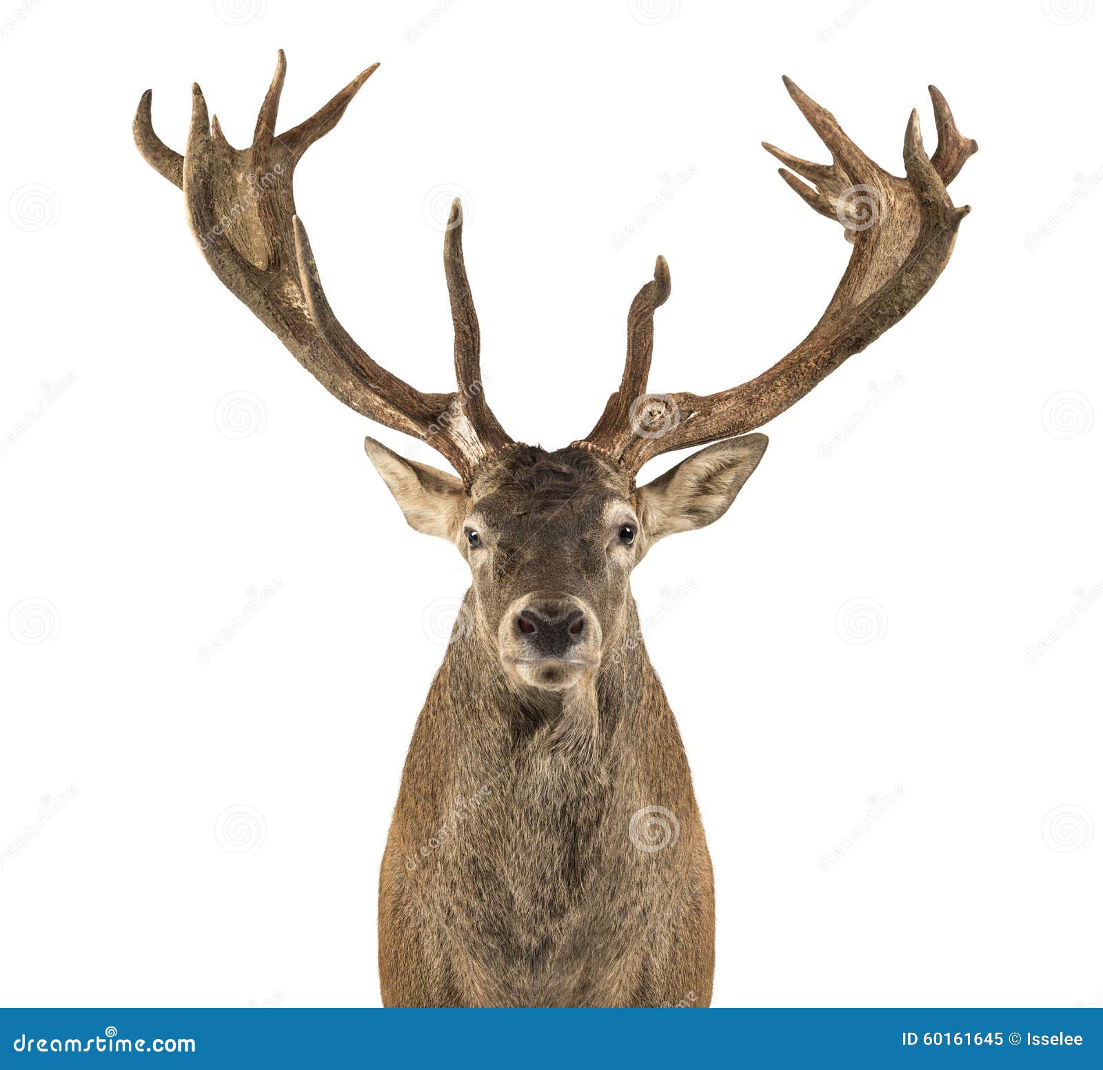 Close-up of a Red Deer Stag Stock Image - Image of brown, view: 60161645