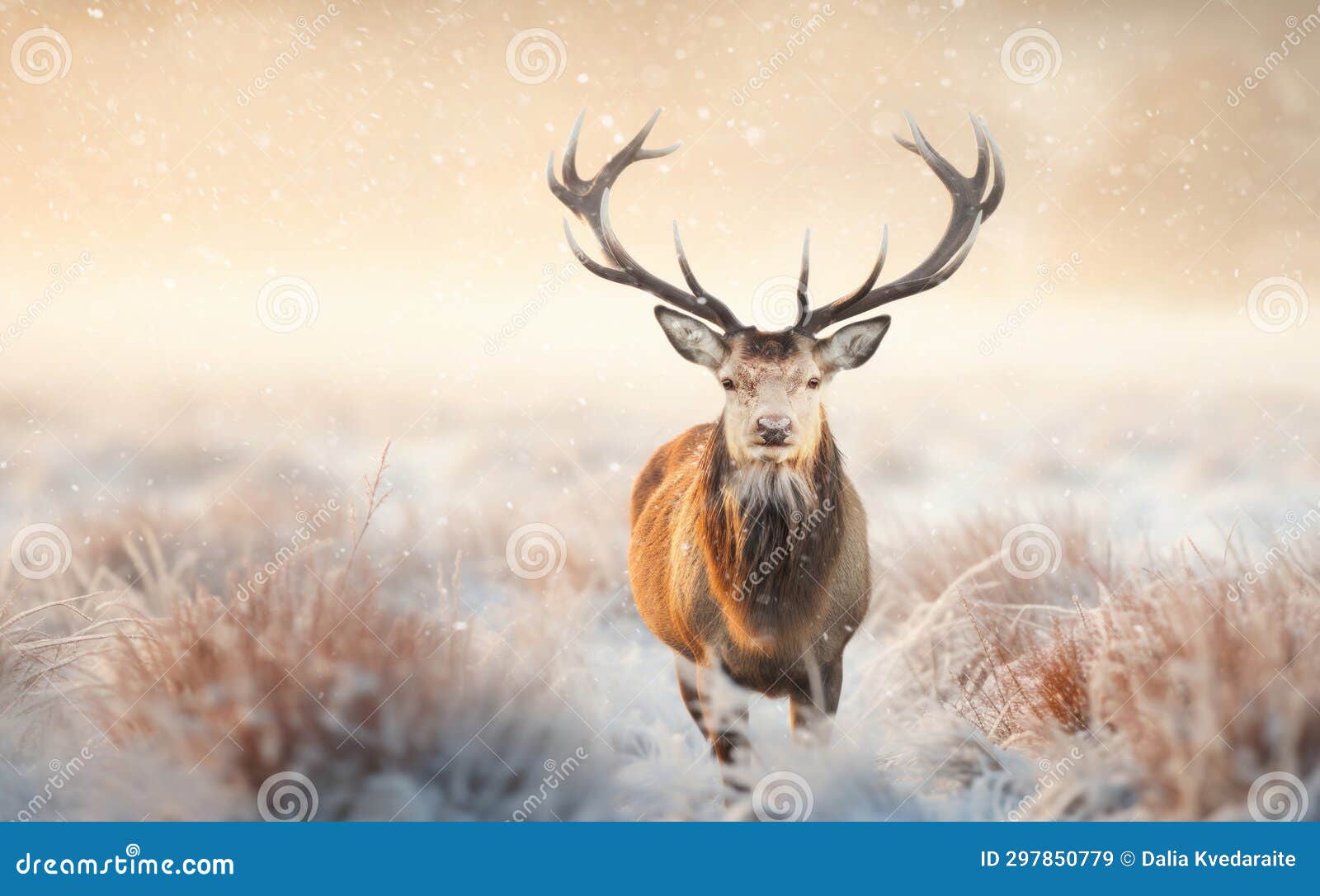 Close-up of a Red Deer Stag in Winter Stock Illustration - Illustration ...