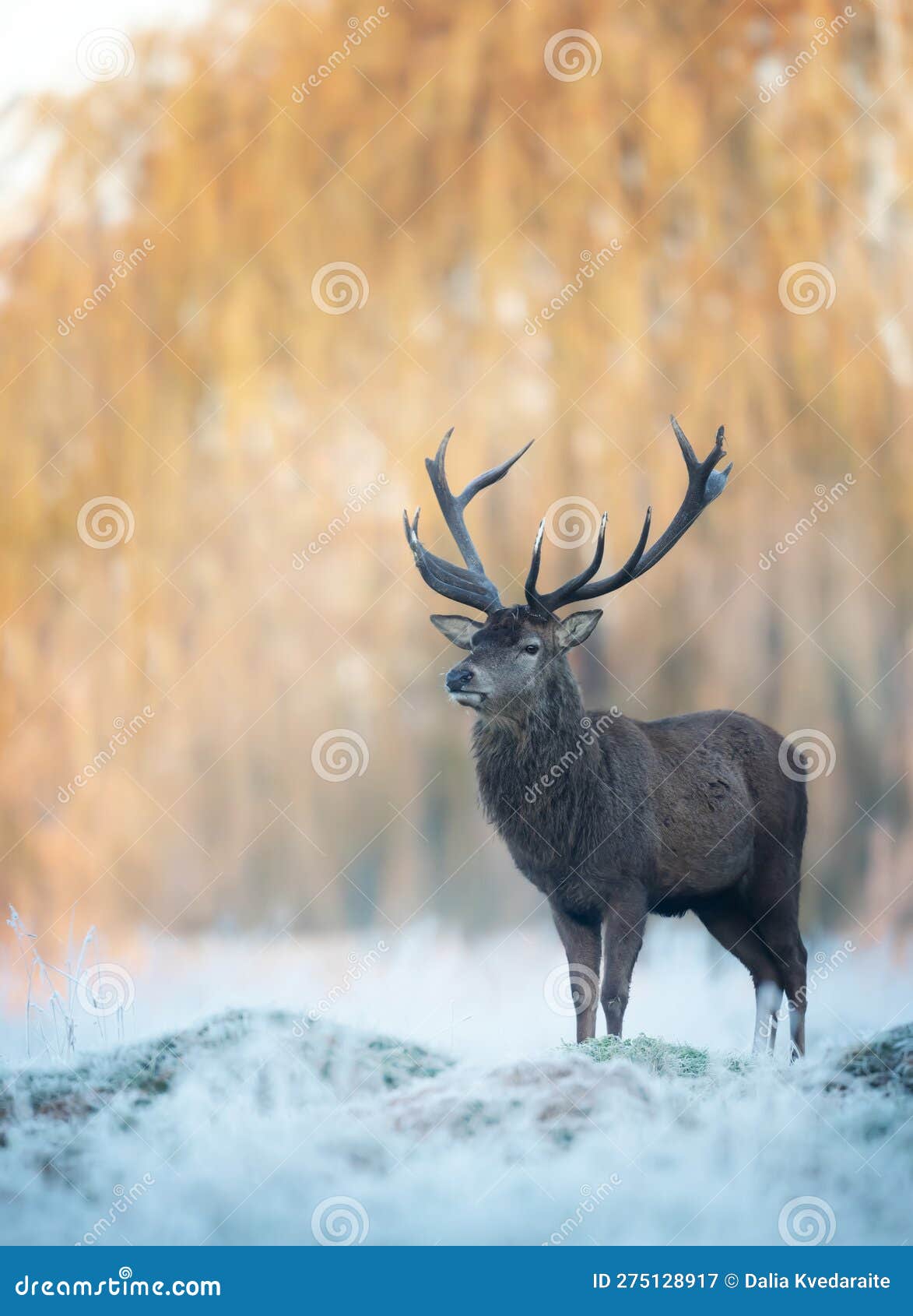 Close Up of a Red Deer Stag in Winter Stock Image - Image of winter ...
