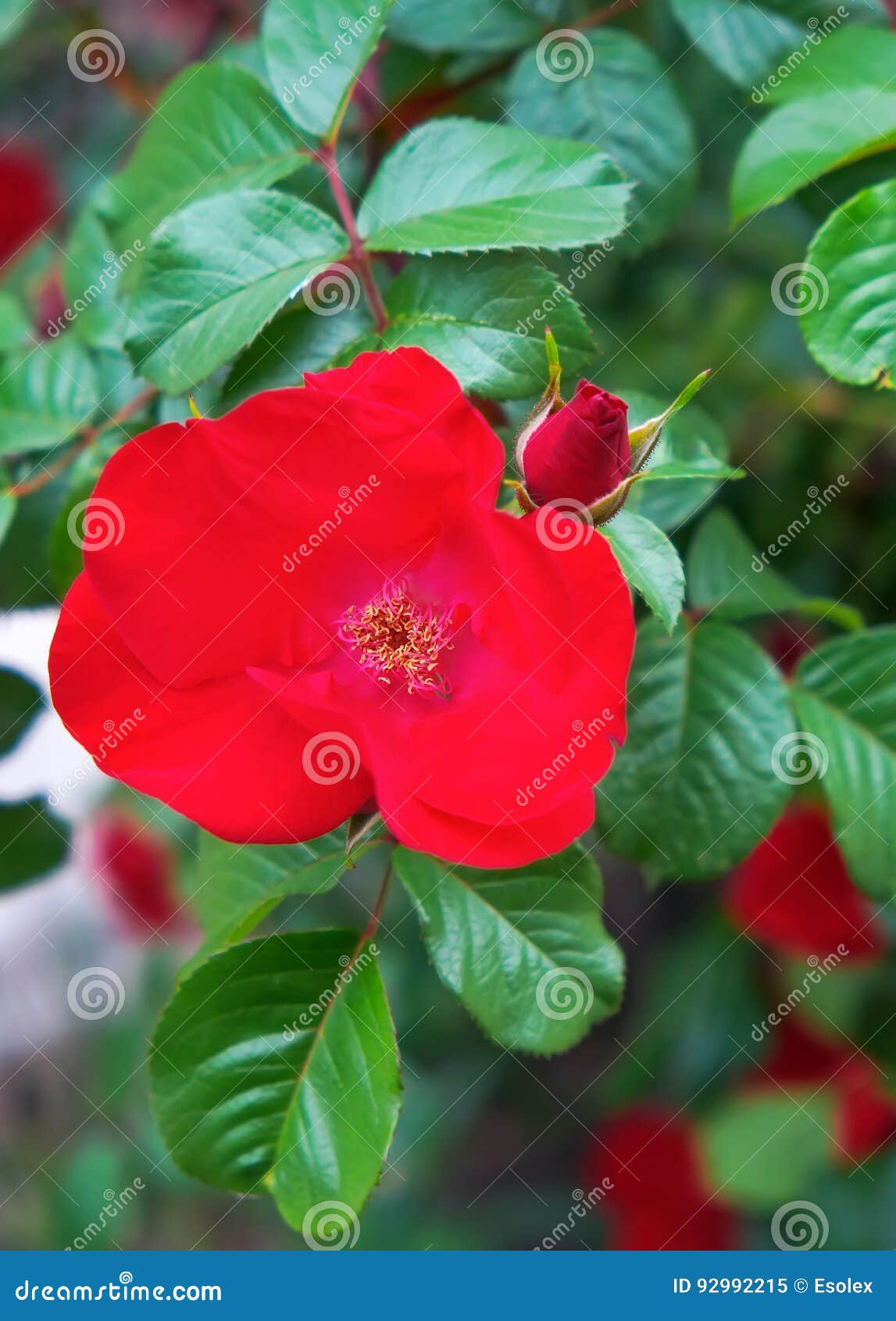 Close-up of a red dog-rose stock image. Image of background - 92992215