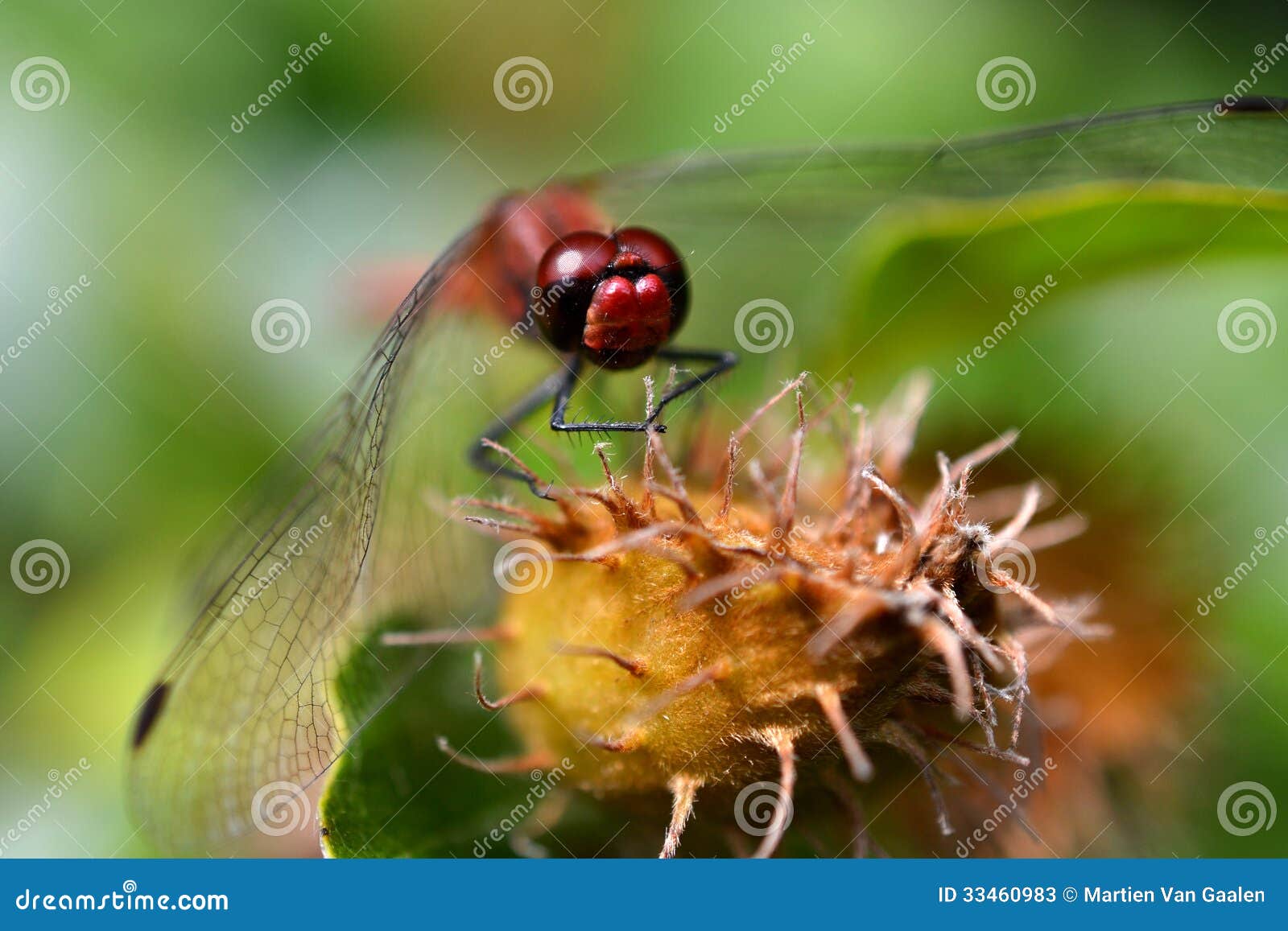 Close-up of a Red Dragonfly. Stock Image - Image of legs, compound ...